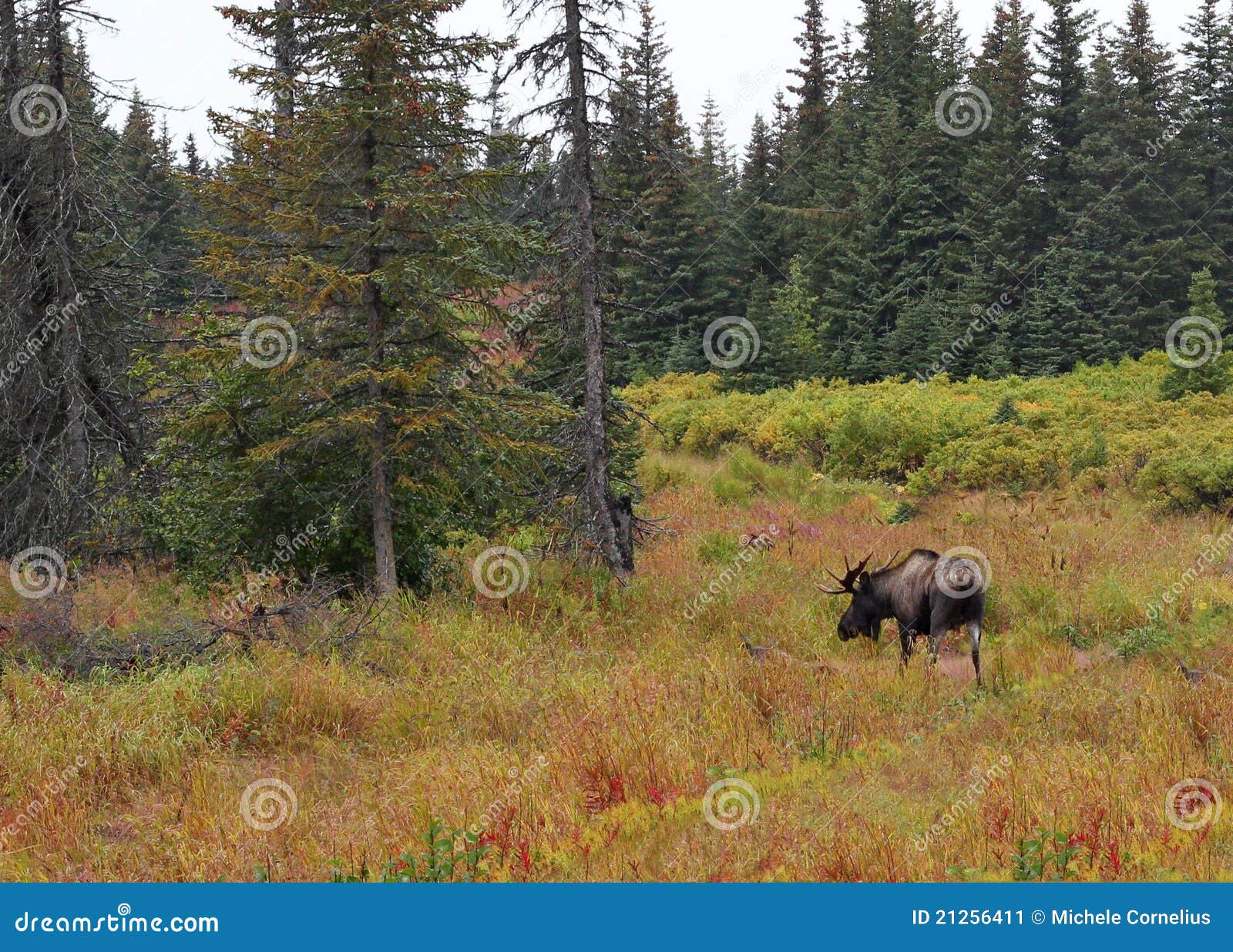Alaskan bull moose in fall stock image. Image of environment - 21256411