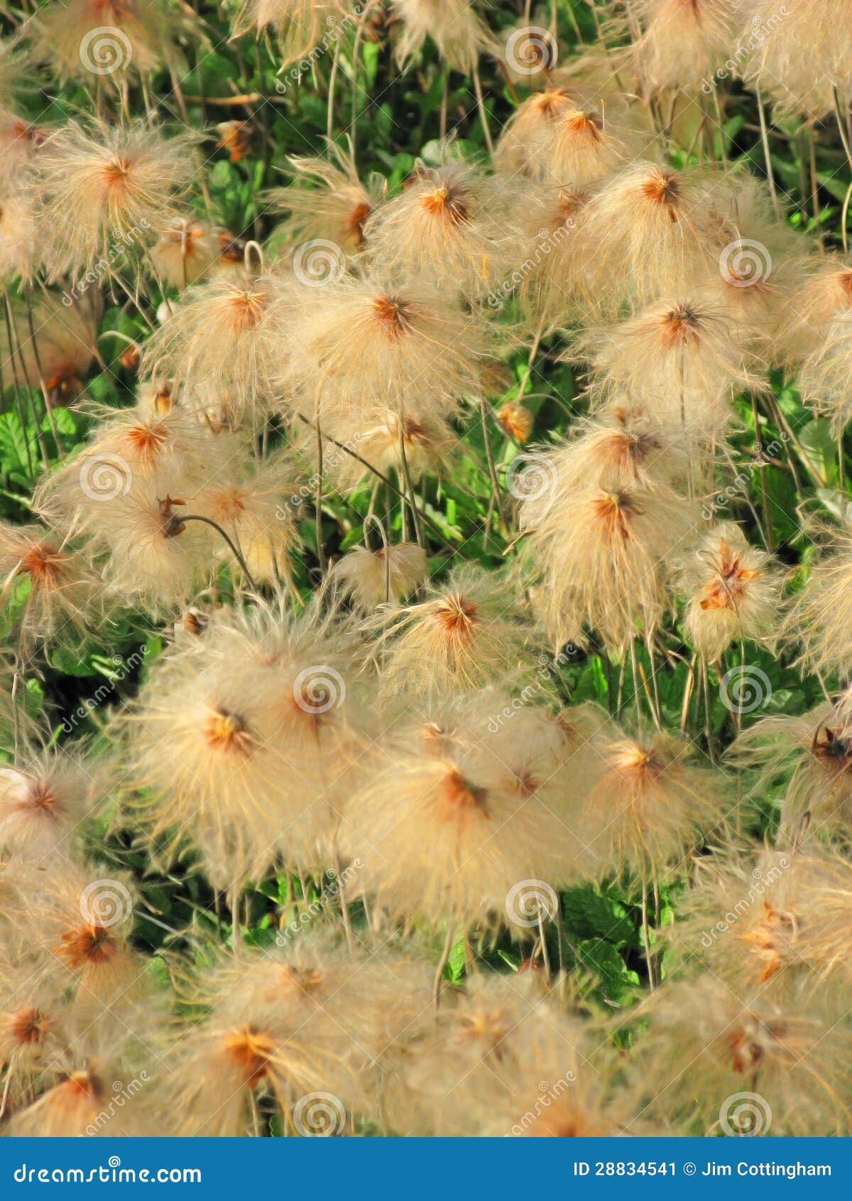 Alaskan Cotton Grass - Close-up Stock Image - Image of alaska, cotton ...