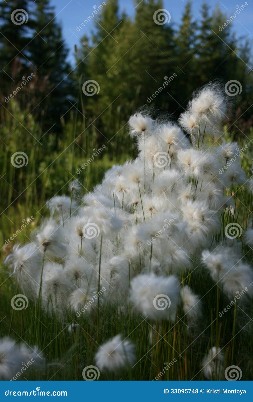 Alaskan Cotton stock photo. Image of blooming, cotton - 33095748