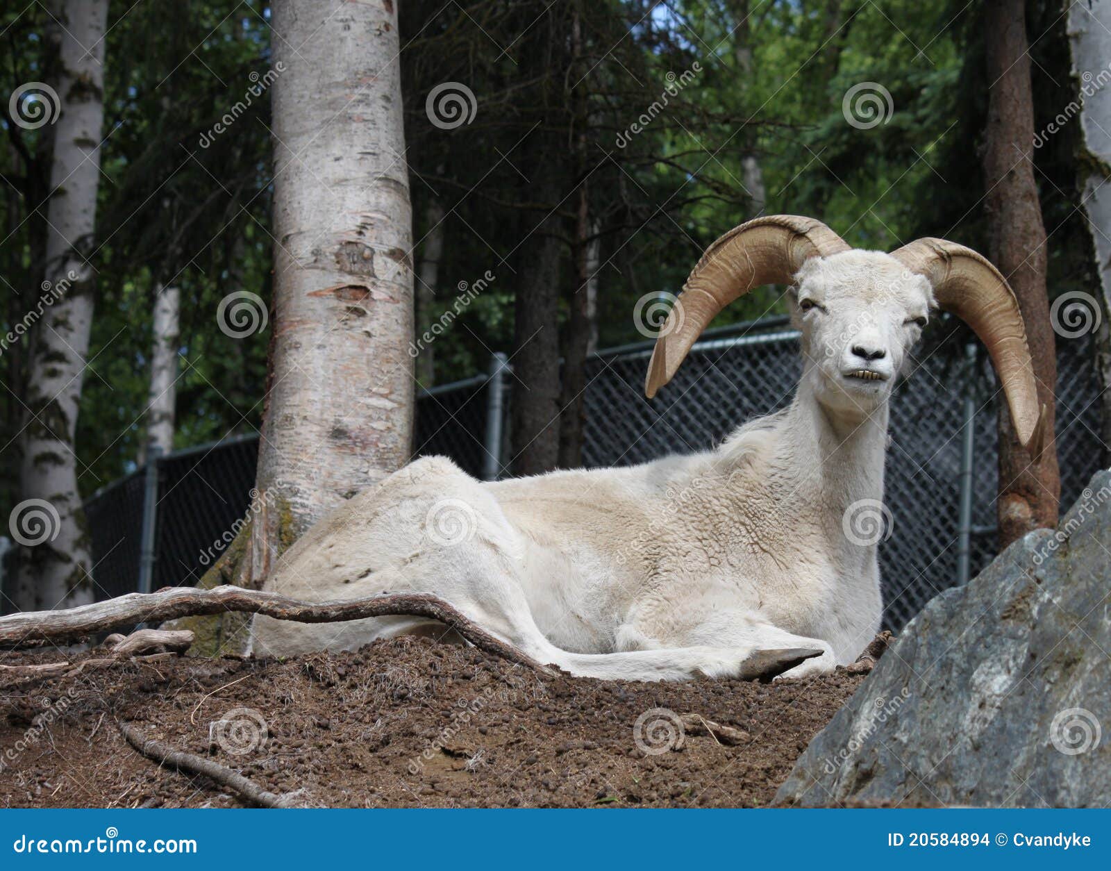 Alaskan Dall Sheep stock photo. Image of annuli, wild - 20584894
