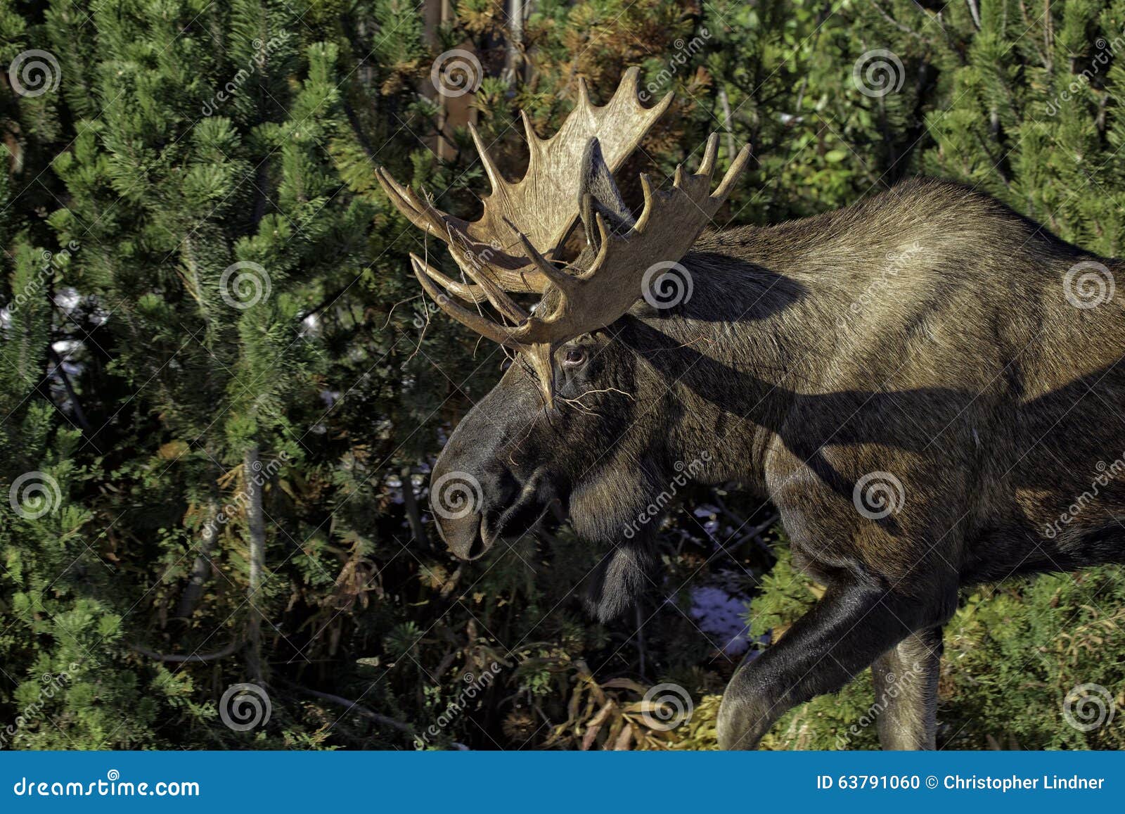 Alaskan Fall Moose stock photo. Image of autumn, meadow - 63791060