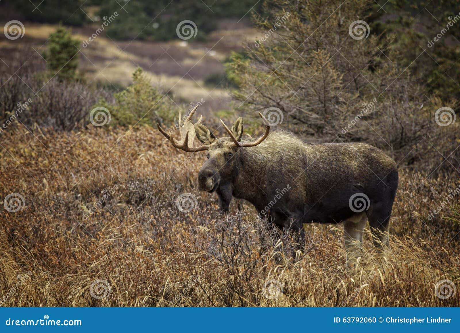 Alaskan Fall Moose stock photo. Image of mammal, adult - 63792060