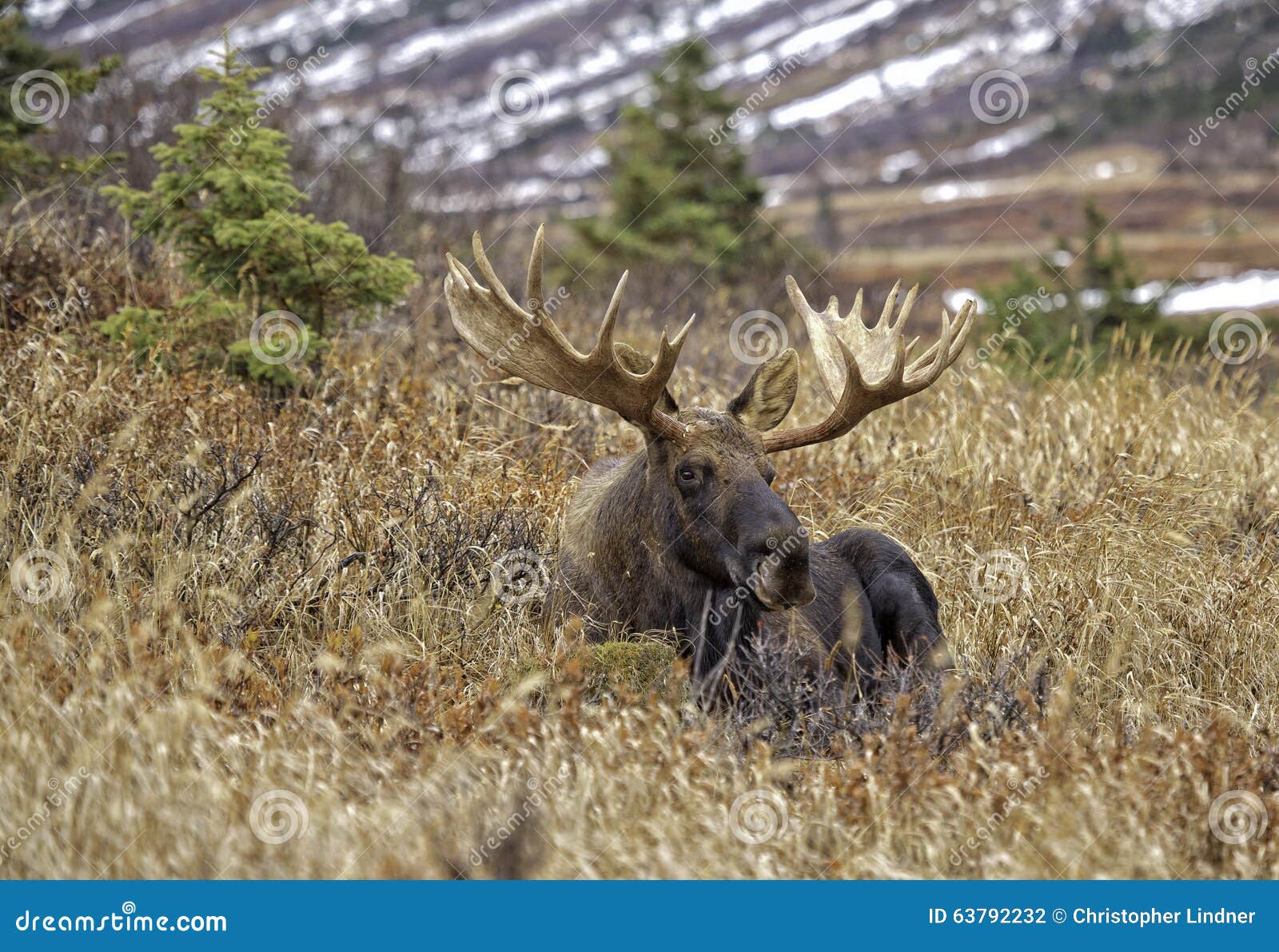 Alaskan Fall Moose stock photo. Image of denali, moose - 63792232