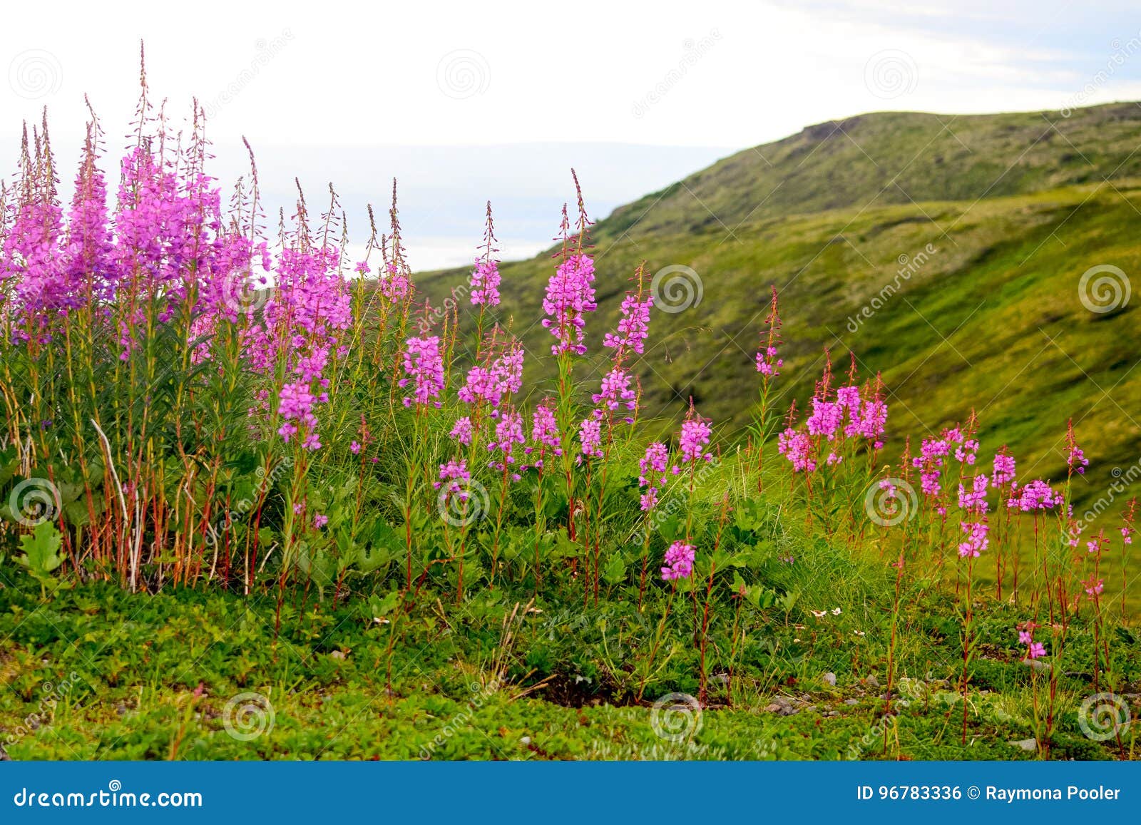 Alaskan Fireweed stock photo. Image of flower, spring - 96783336