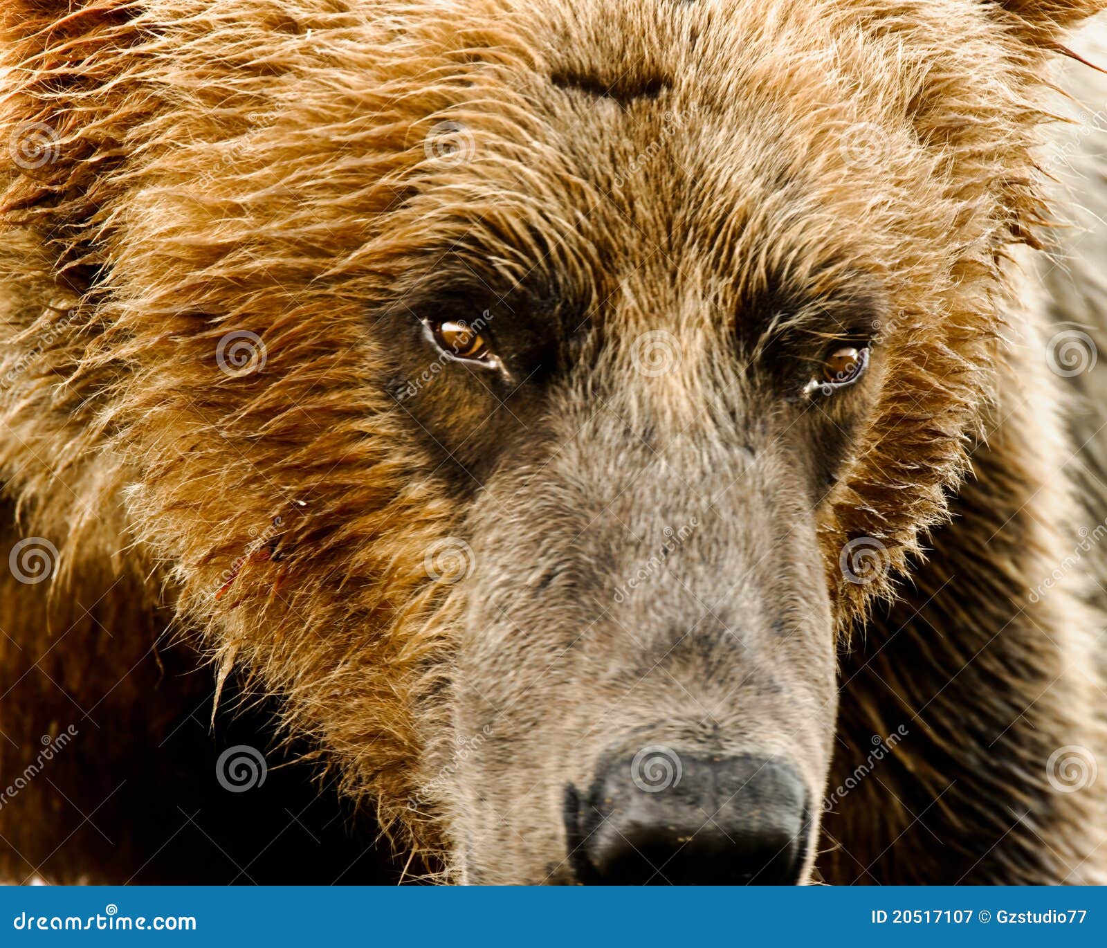 Grizzly Bear Portraits
