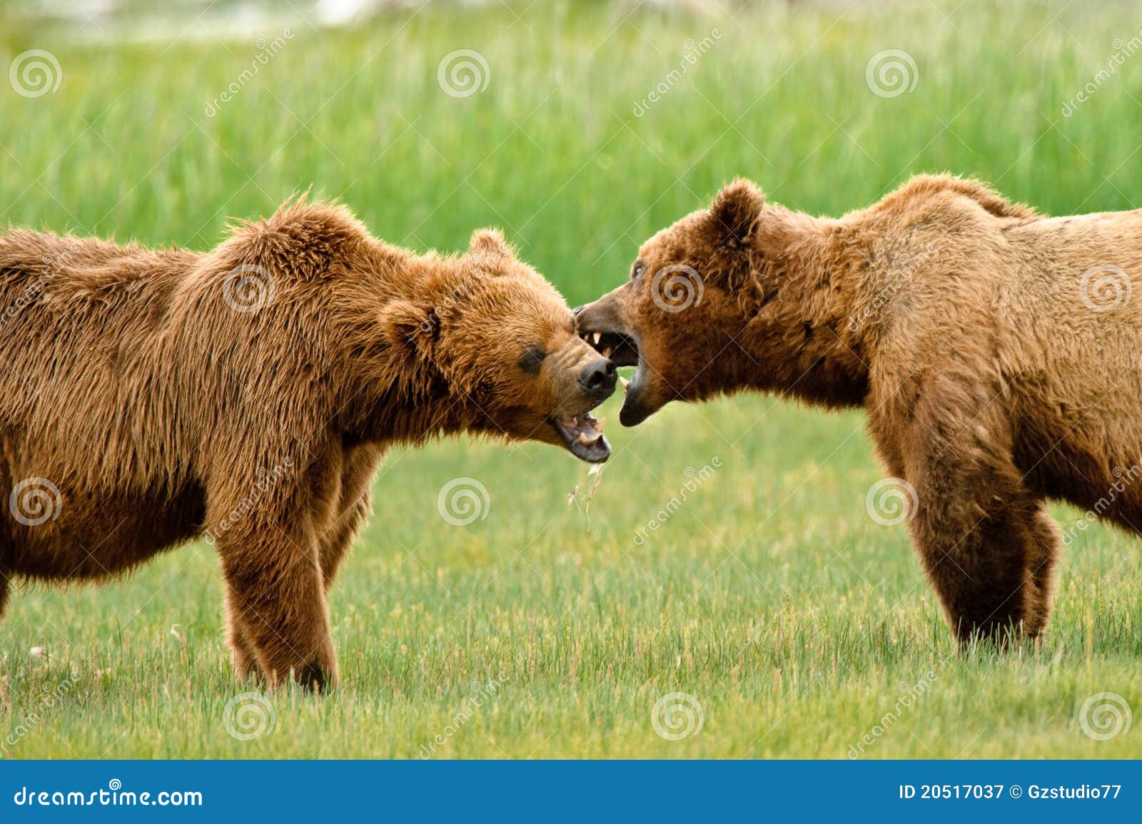 Alaskan Grizzly Bears Fighting Stock Image - Image of ursus, alaska ...