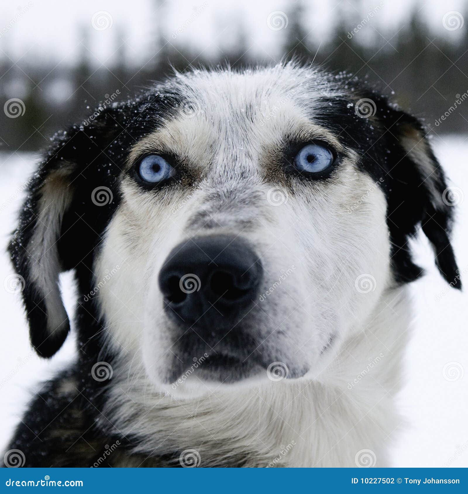 Alaskan Huskey stock photo. Image of animal, winter, stare - 10227502