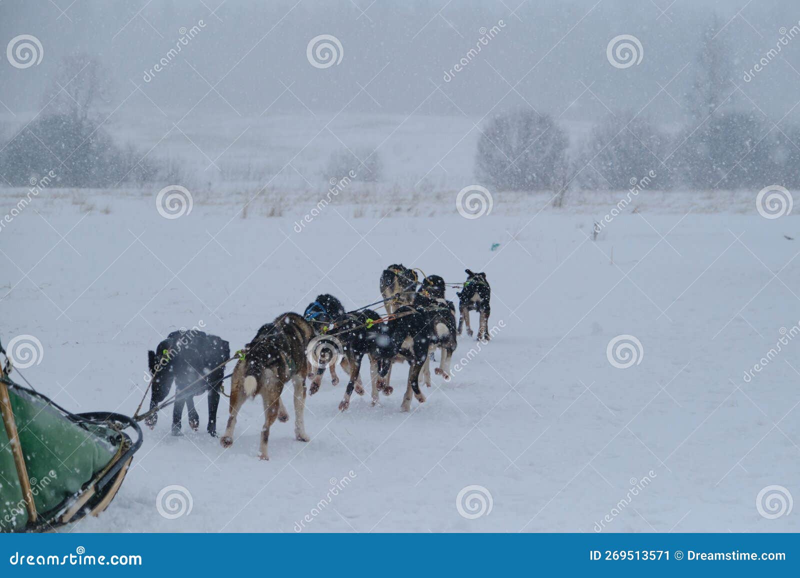 Alaskan Huskies Pull Sled and Run Forward during Snowfall. Northern ...