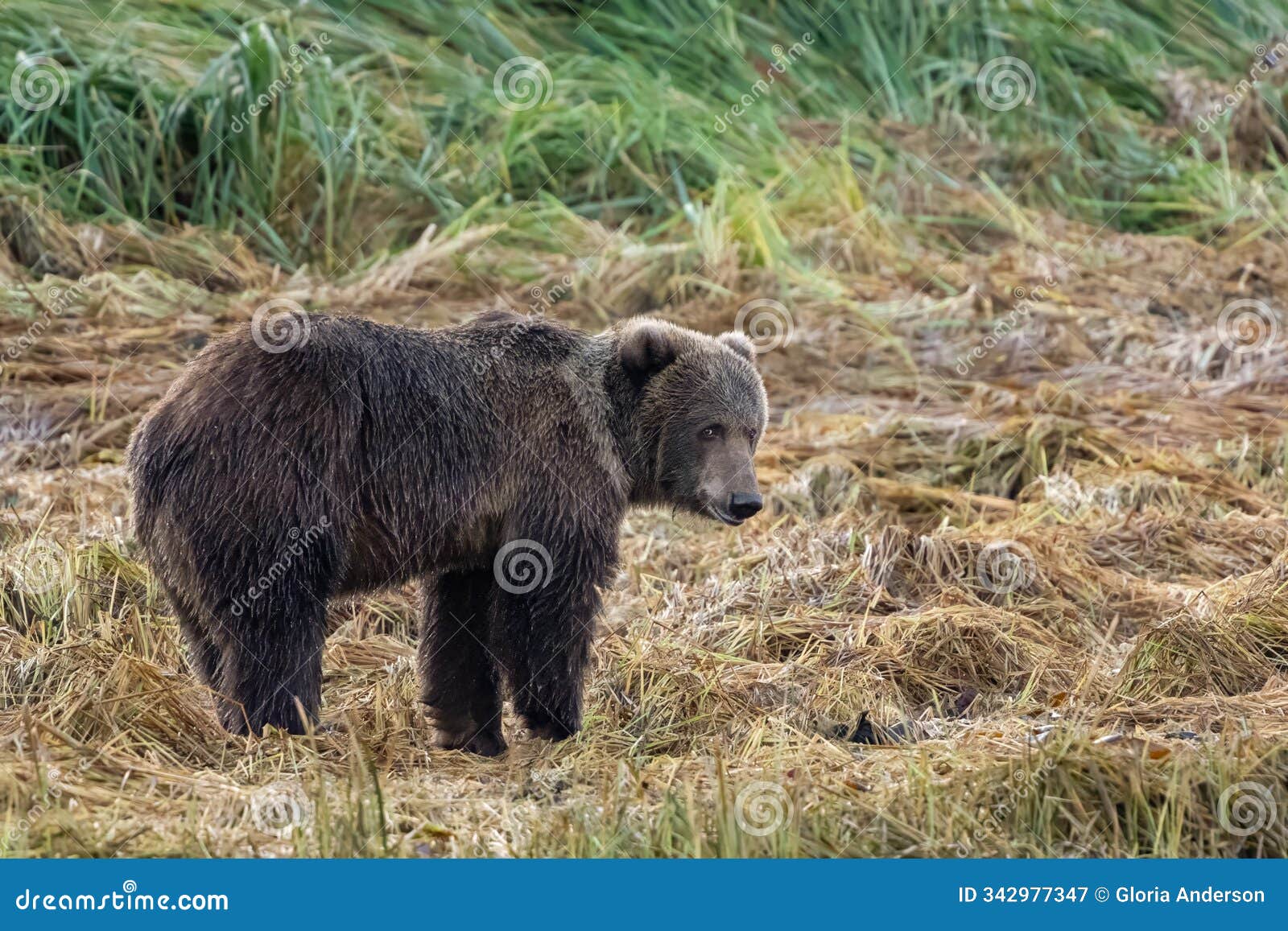 Alaskan Kodiak Bear Looking Back Stock Image - Image of gloria, alaskan ...