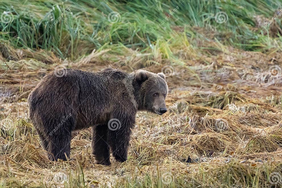Alaskan Kodiak Bear Looking Back Stock Image - Image of gloria, alaskan ...