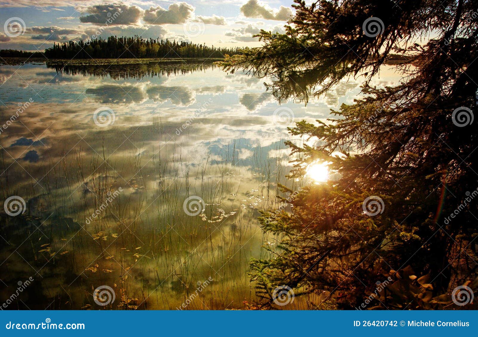 Alaskan Lake in Evening Light Stock Photo - Image of pads, nature: 26420742