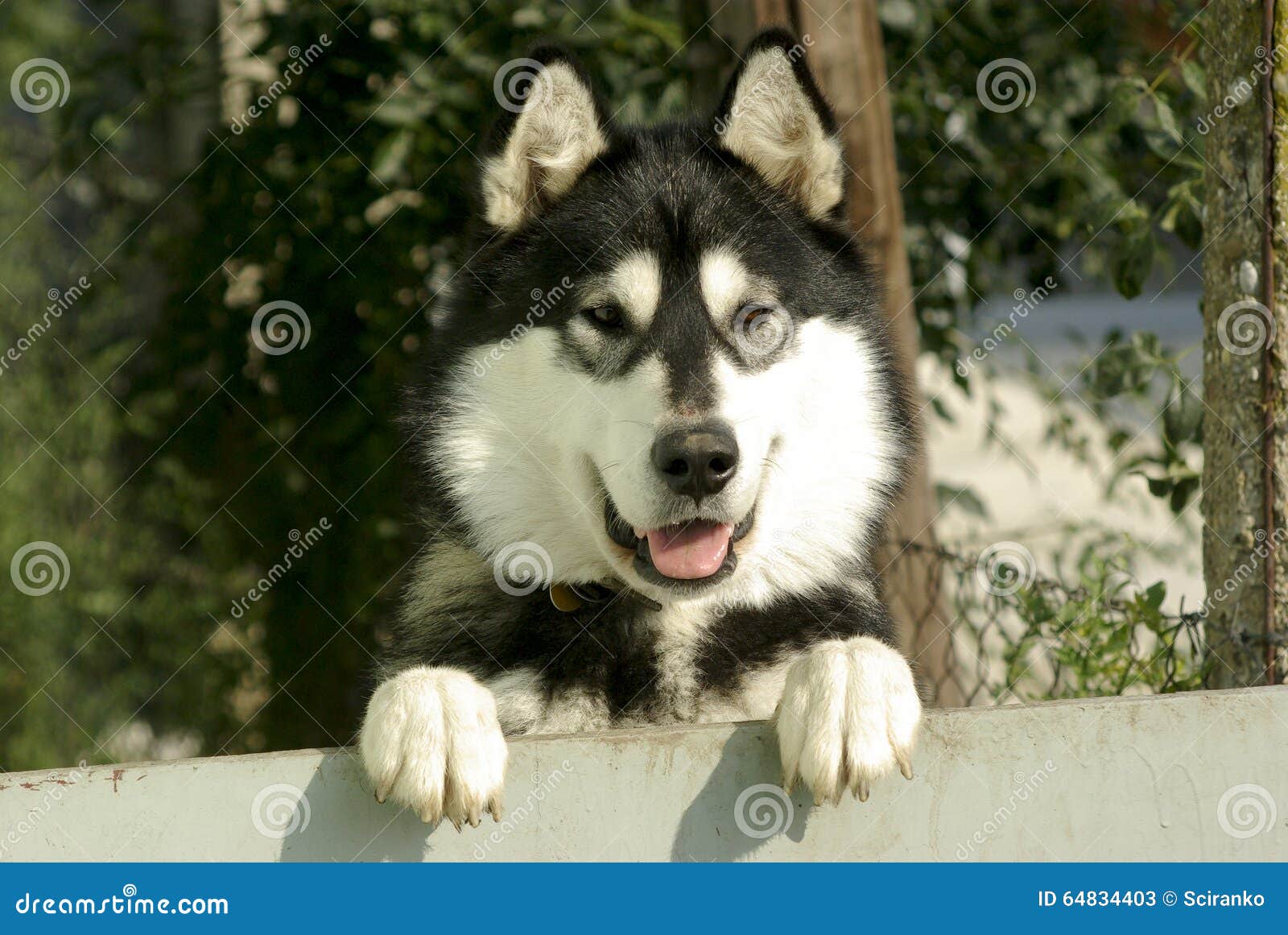 Alaskan malamut stock image. Image of malamute, looking - 64834403