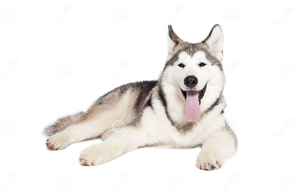 Alaskan malamute stock photo. Image of doggy, horizontal - 24046896