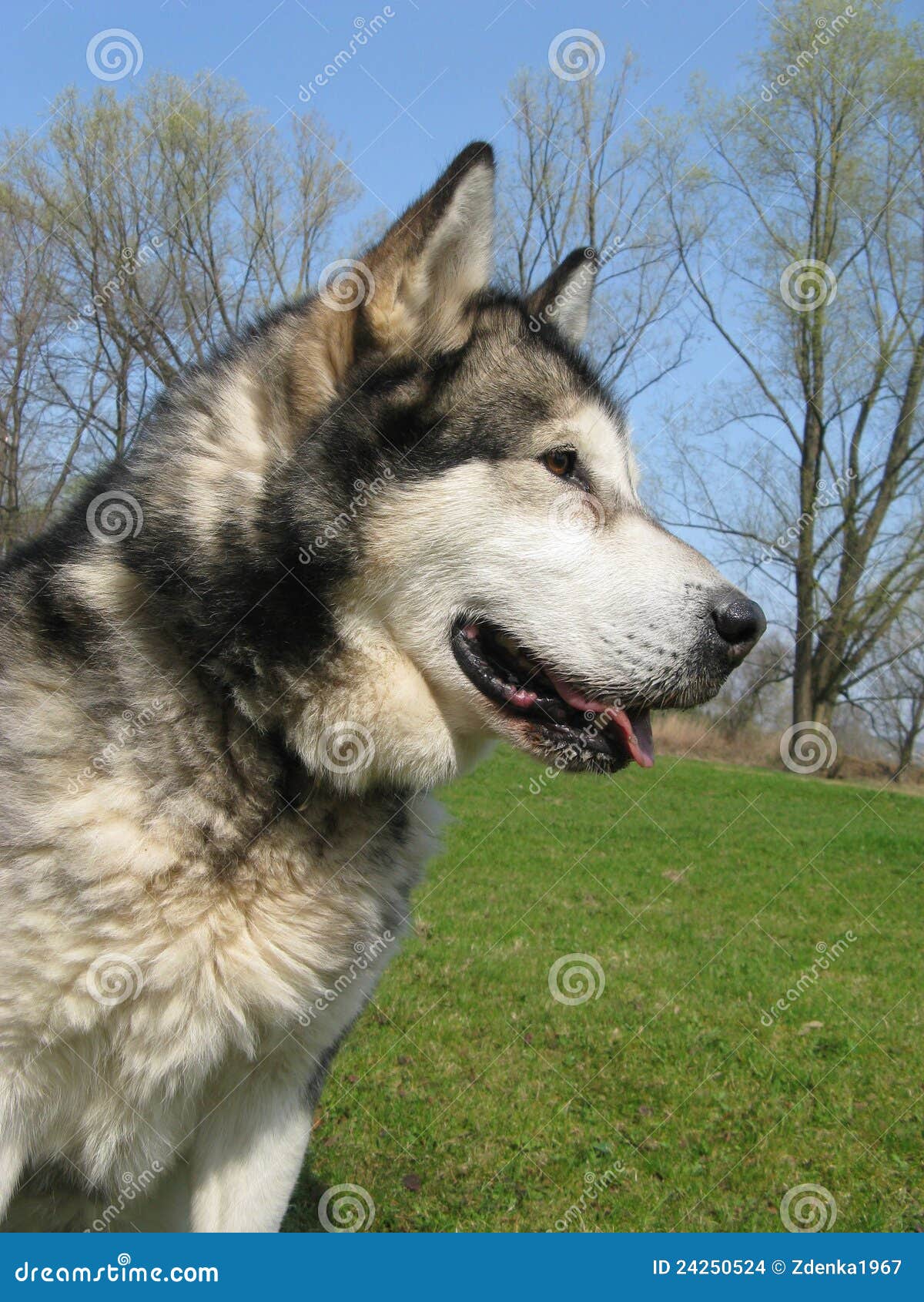 Alaskan malamute stock photo. Image of nose, black, trot - 24250524