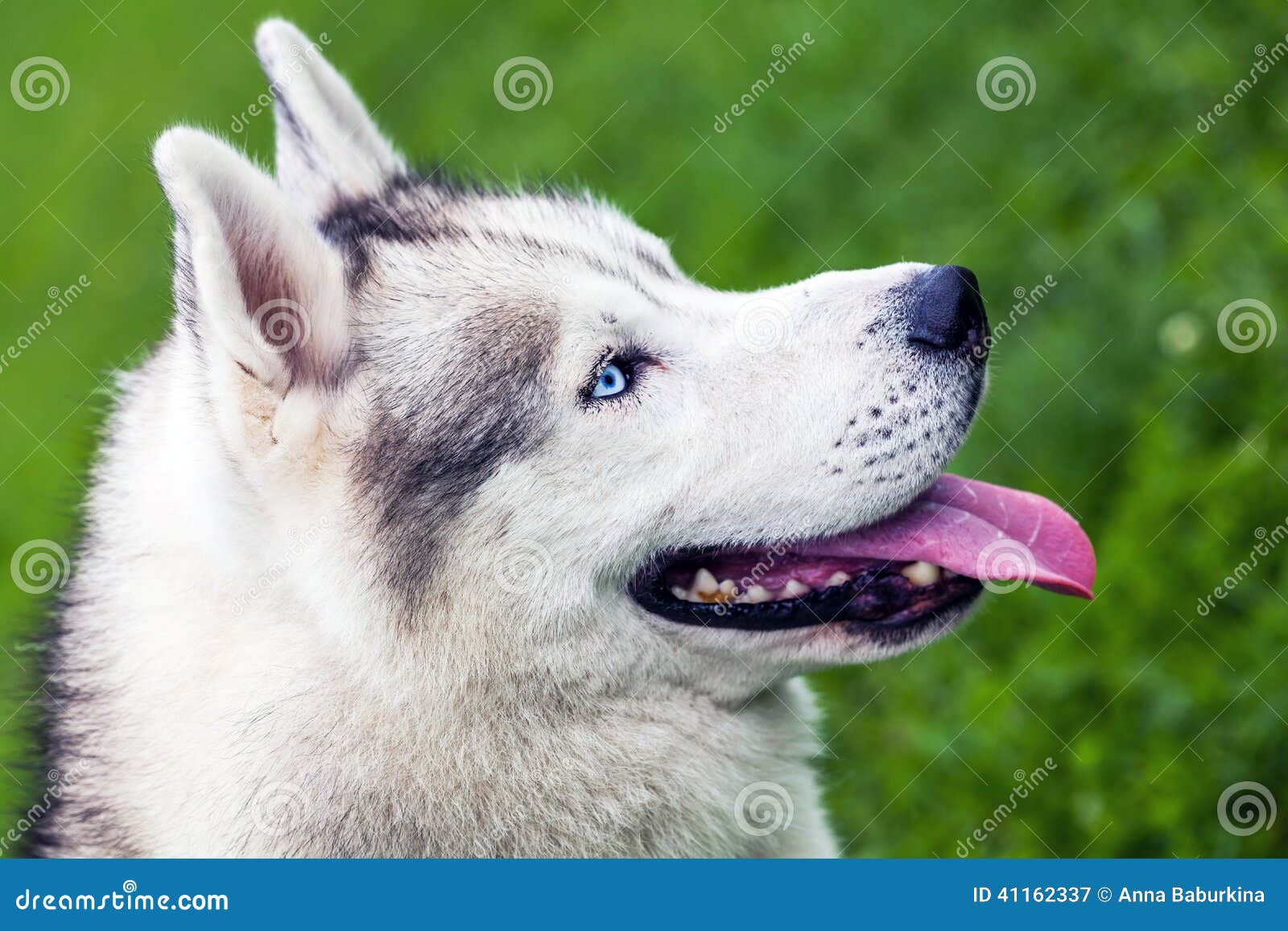 Alaskan Malamute dog stock image. Image of canine, garden - 41162337