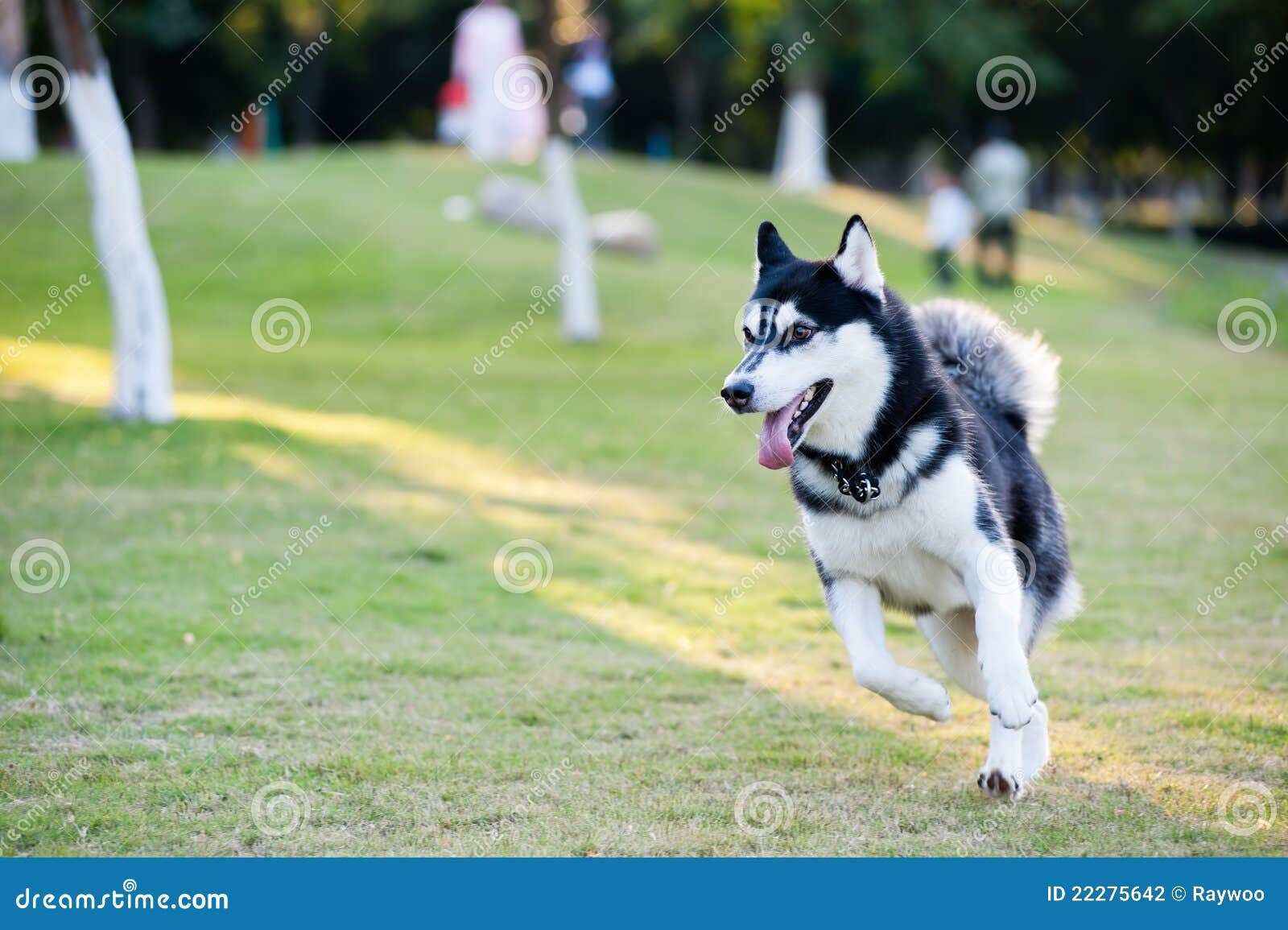 Alaskan Malamute Dog Running Stock Photo - Image of pedigree, breed ...