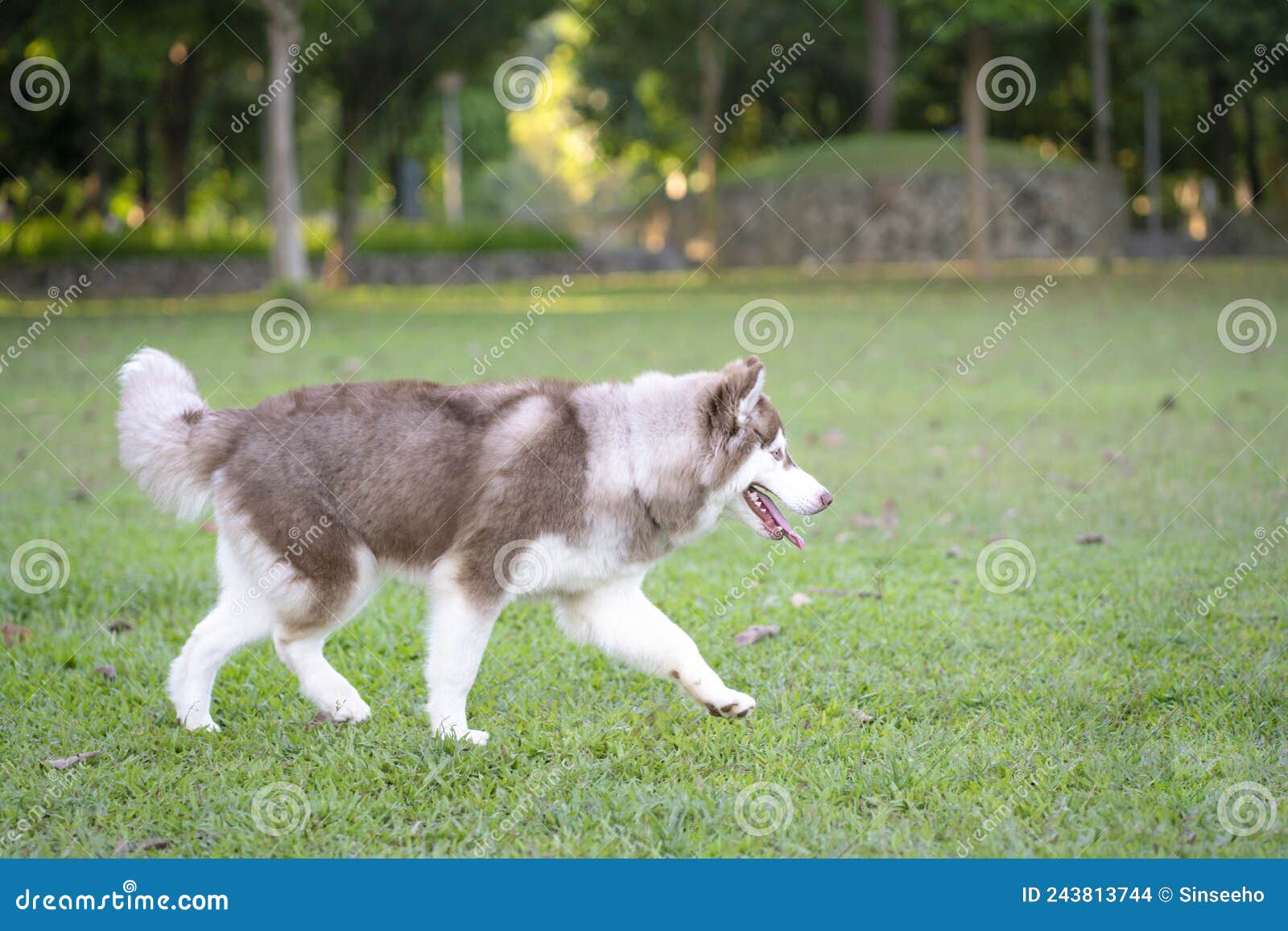 Alaskan Malamute Dog Running in a Park Stock Photo - Image of mammal ...