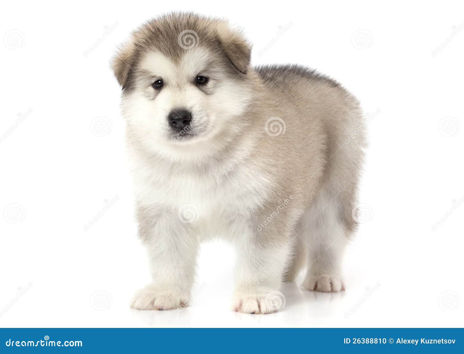 Alaskan malamute puppy stock photo. Image of month, grey - 26388810