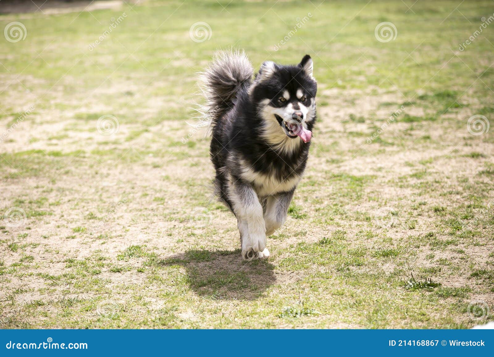 Alaskan Malamute Running on a Meadow Stock Image - Image of running ...