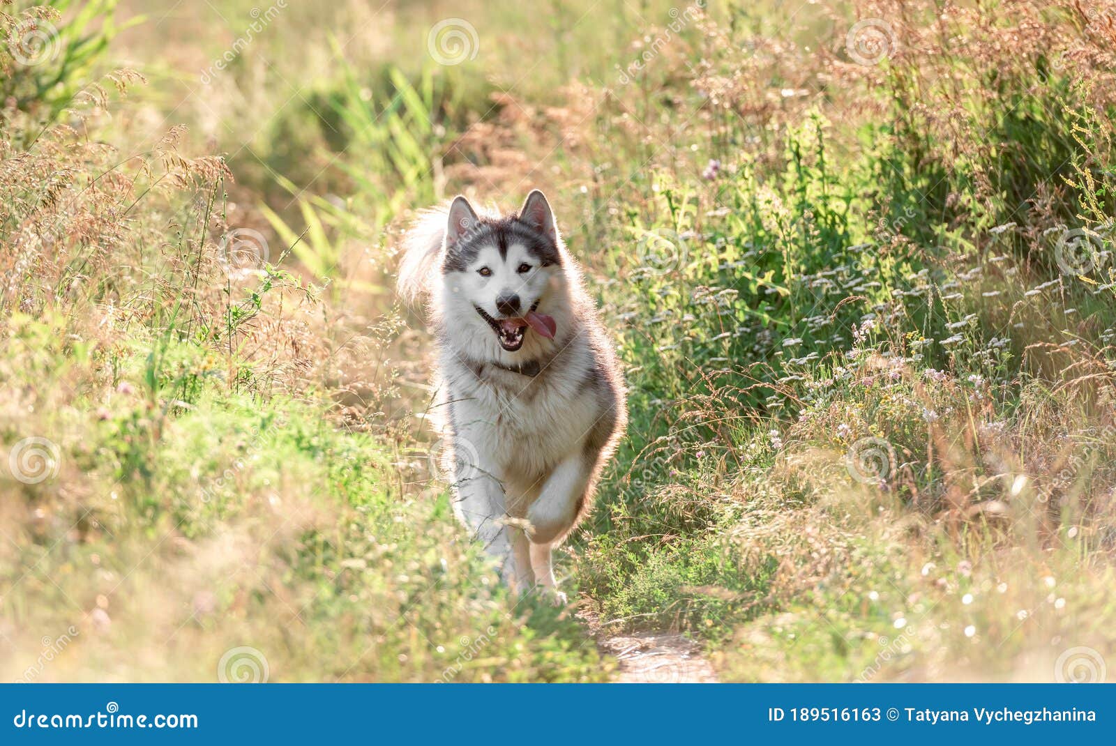 Alaskan Malamute Running on Sunny Field Stock Image - Image of freedom ...