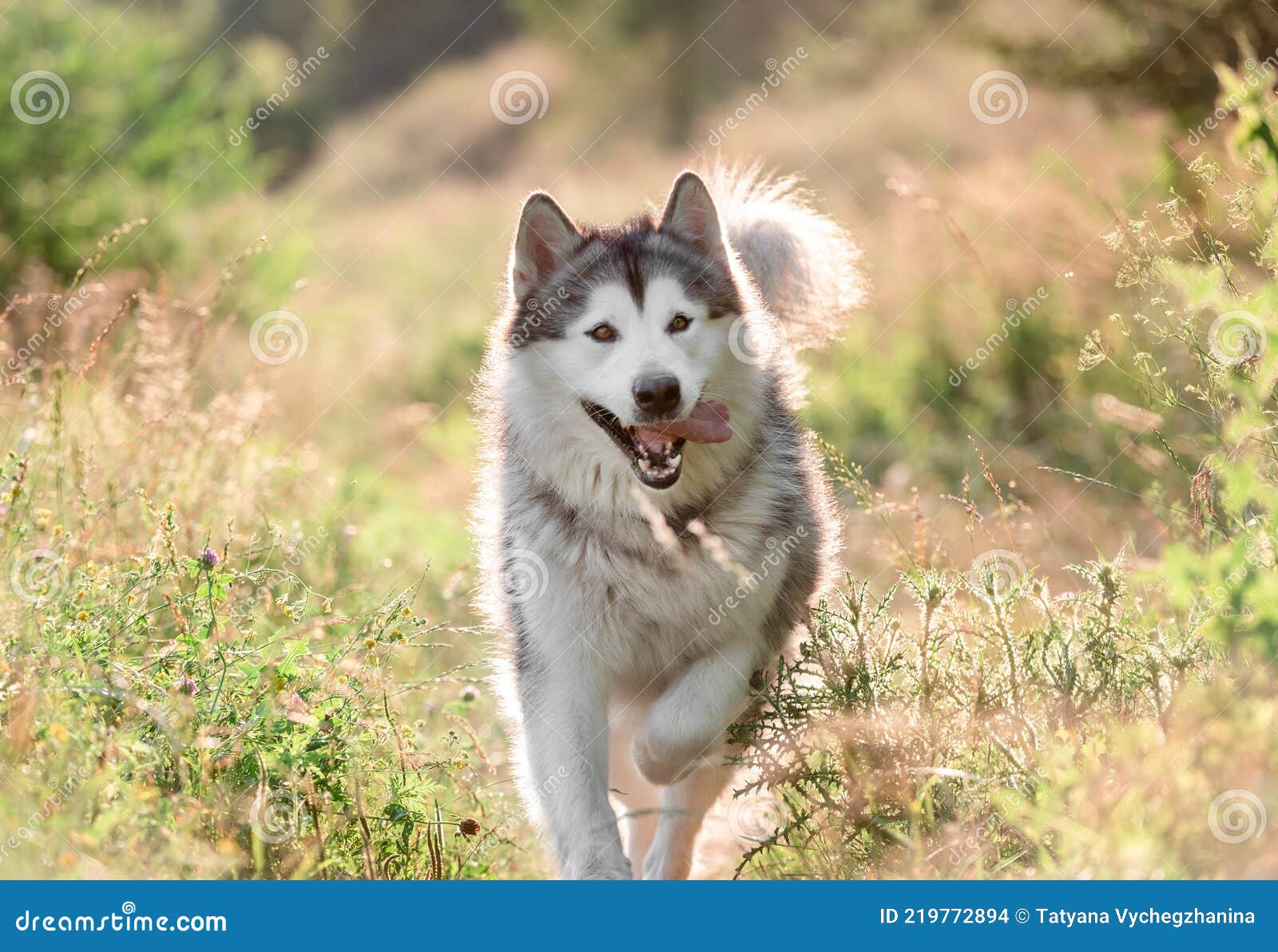 Alaskan Malamute Running on Sunny Field Stock Photo - Image of summer ...