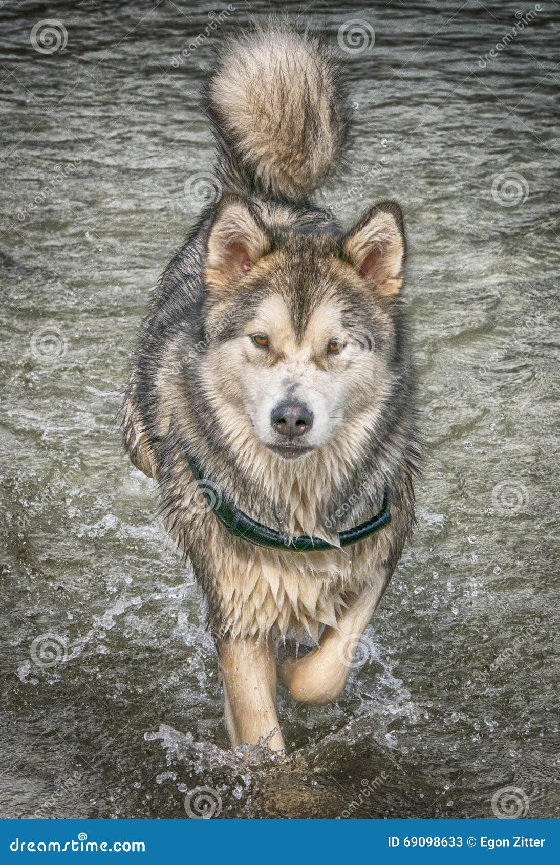 Alaskan Malamute stock image. Image of husky, hunt, action - 69098633