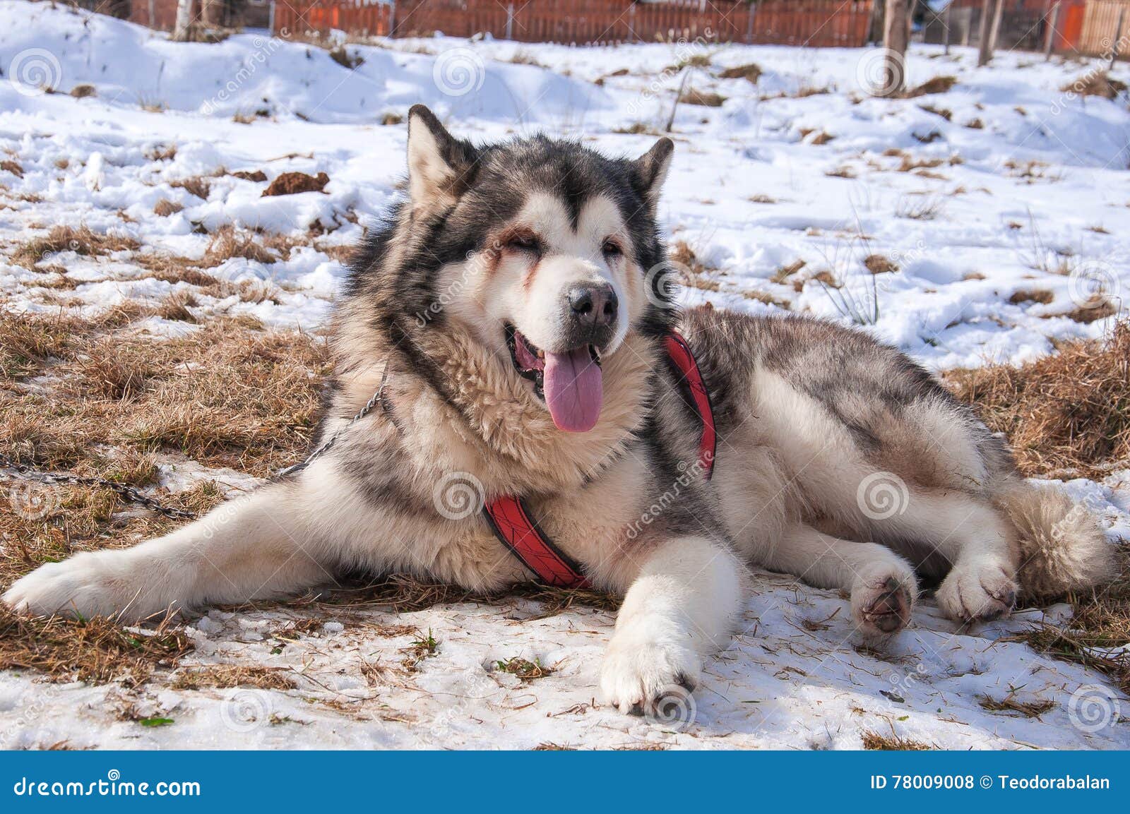 Alaskan Malamute stock photo. Image of male, alaskan - 78009008