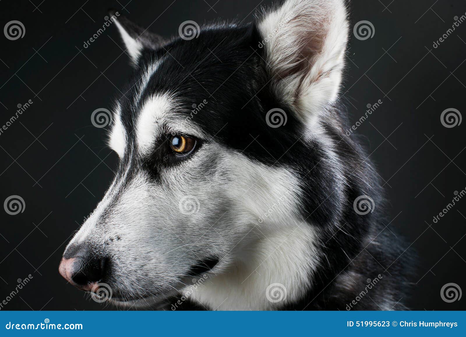 Alaskan Malamute stock image. Image of malamute, domestic - 51995623
