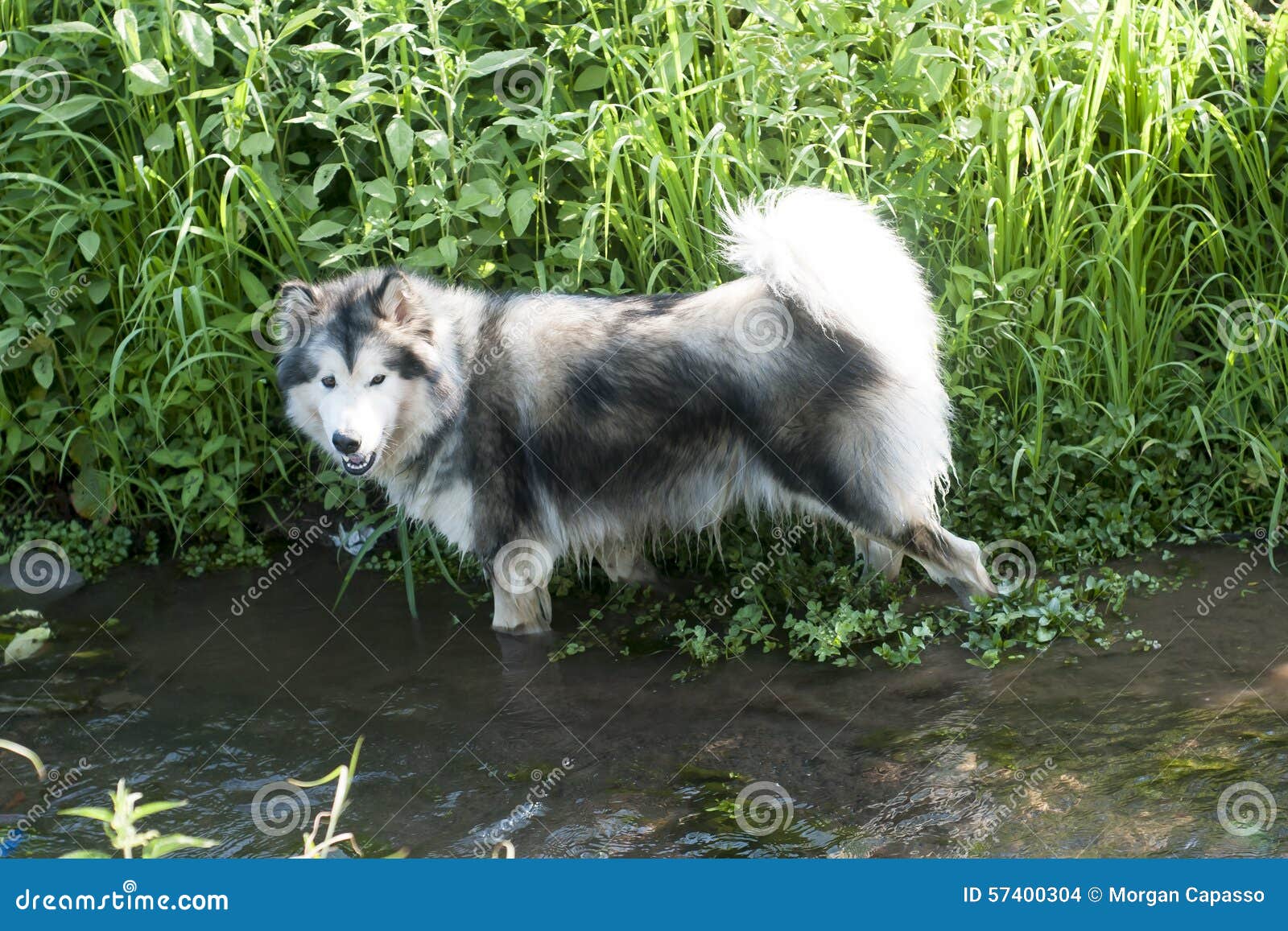Alaskan Malamute Wading in Water Stock Photo - Image of closeup, side ...