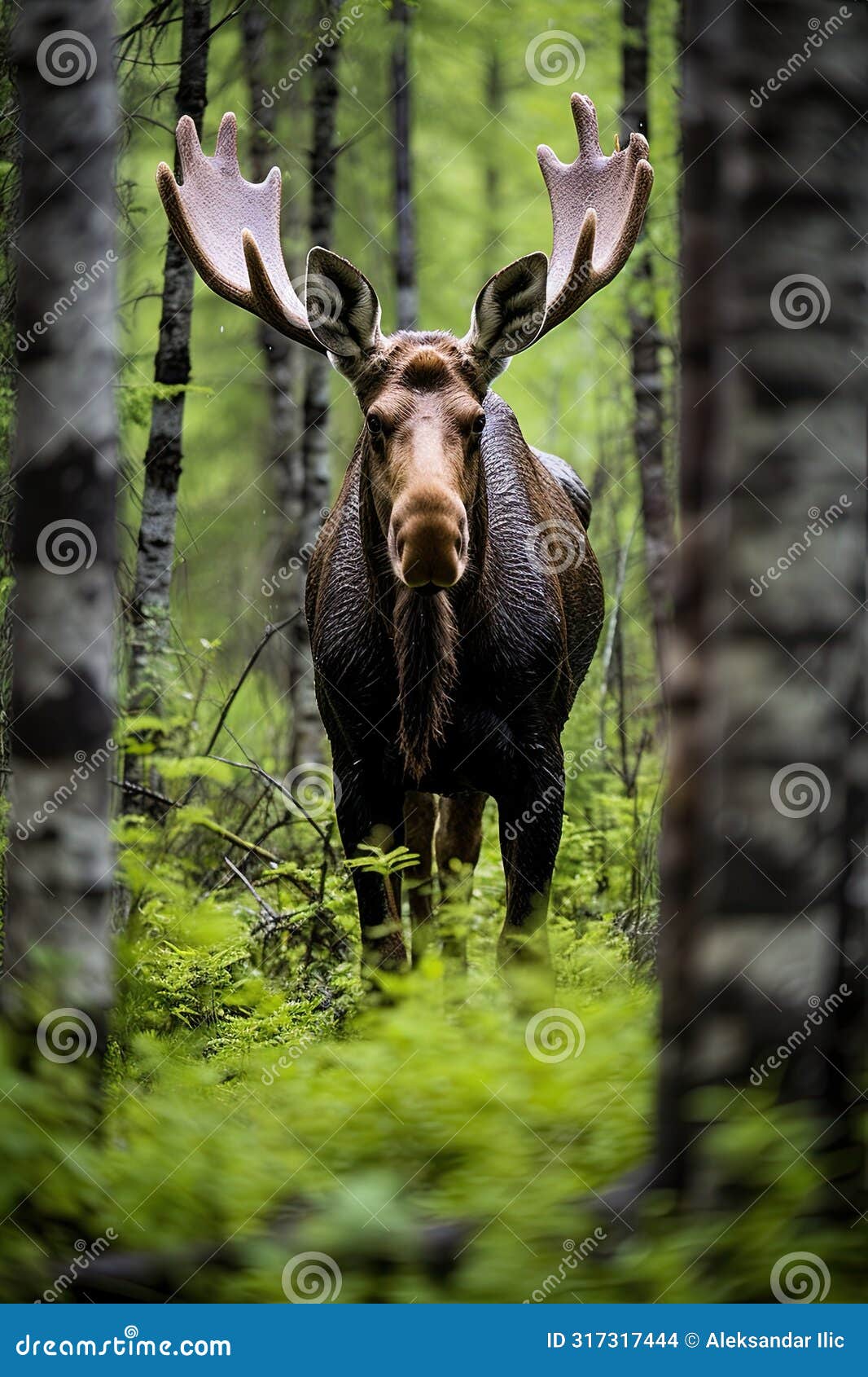 Alaskan Moose in the Wilderness on a Rainy Day. Ai Generative Stock ...