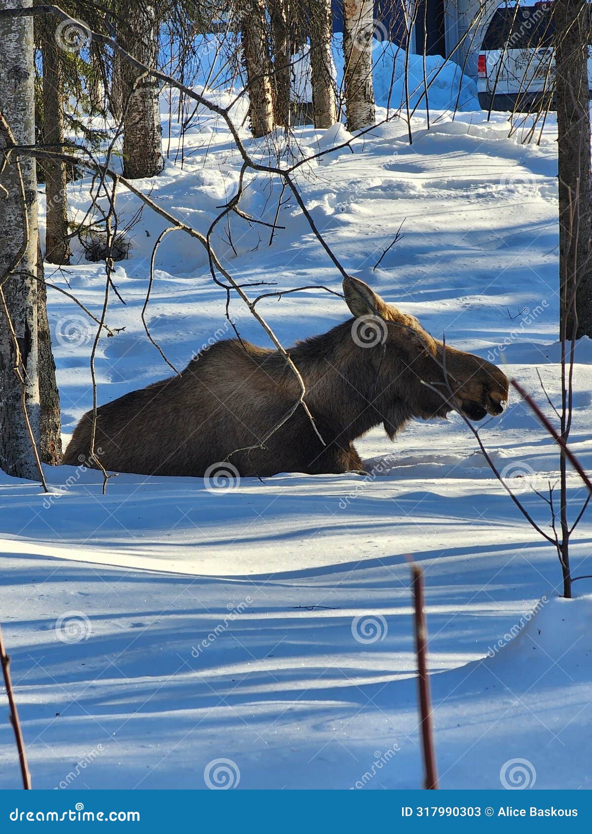 Alaskan moose in winter stock image. Image of neighborhood - 317990303