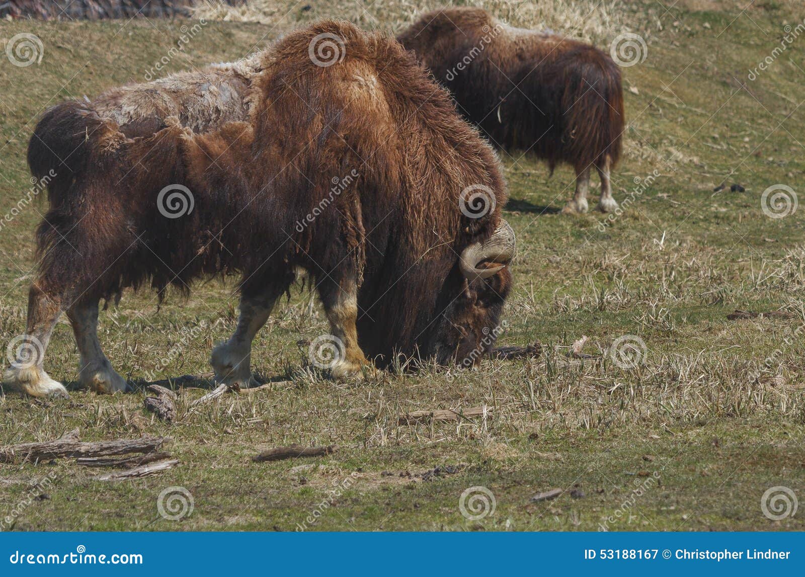 Alaskan Musk Ox Grazes In A Green Pasture Eating Grass Royalty-Free ...
