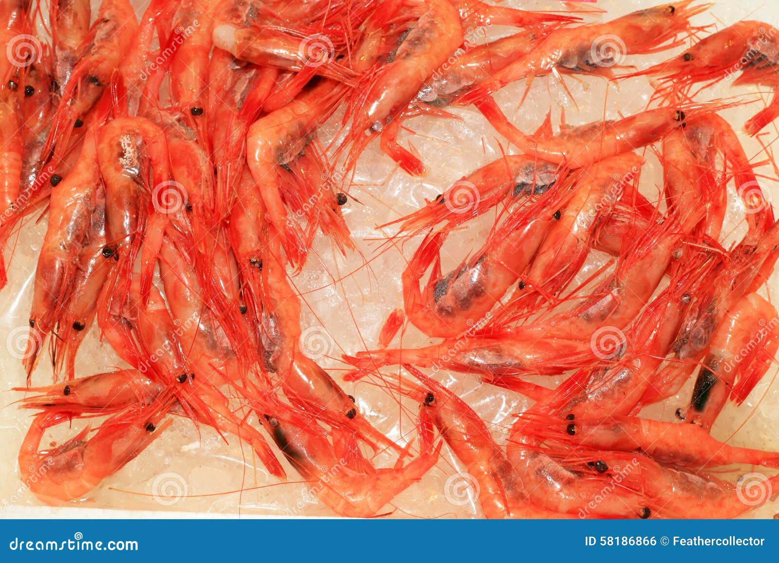 Alaskan pink shrimp stock photo. Image of fauna, animal - 58186866