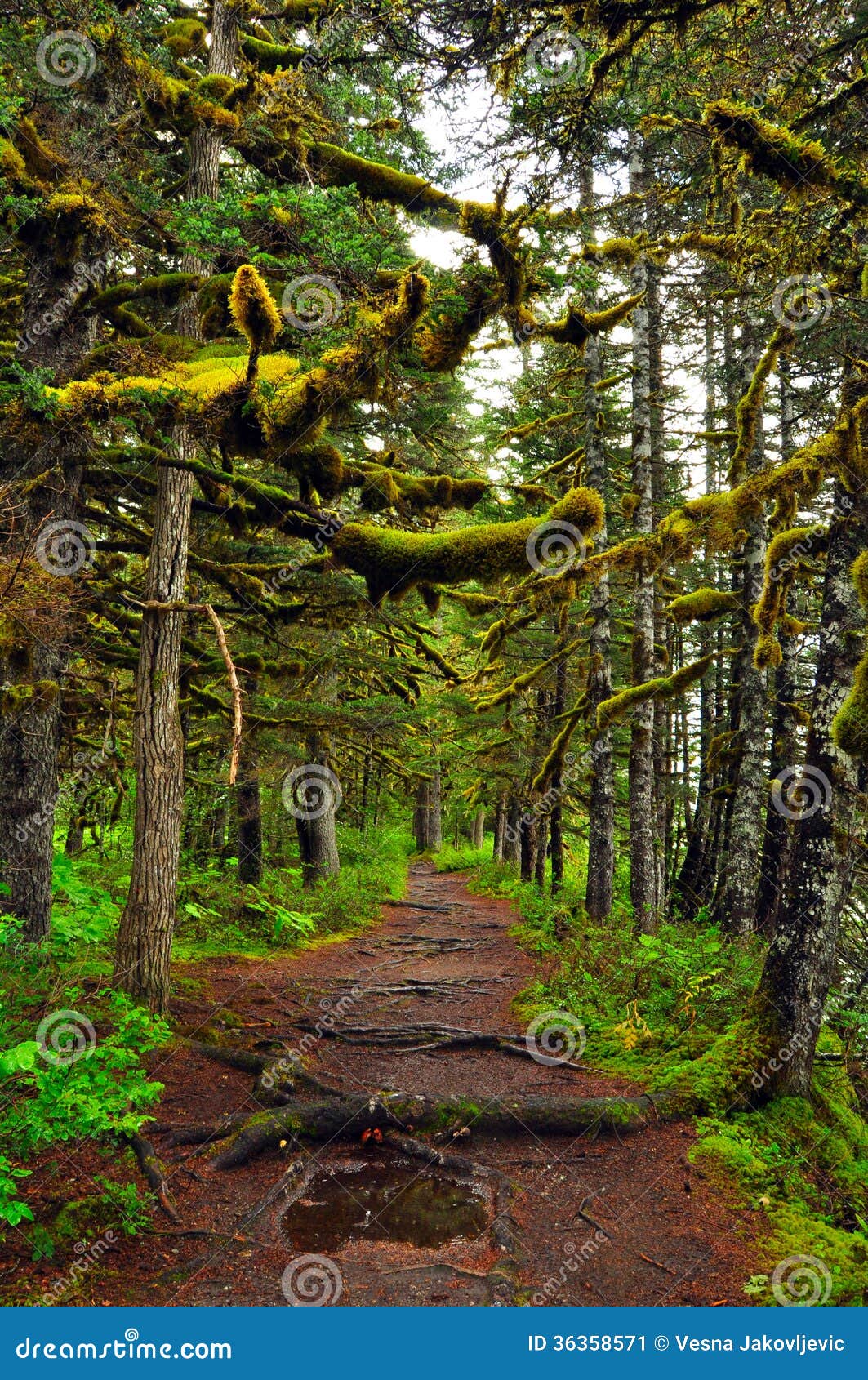 Alaskan rain forest stock image. Image of pond, natural - 36358571