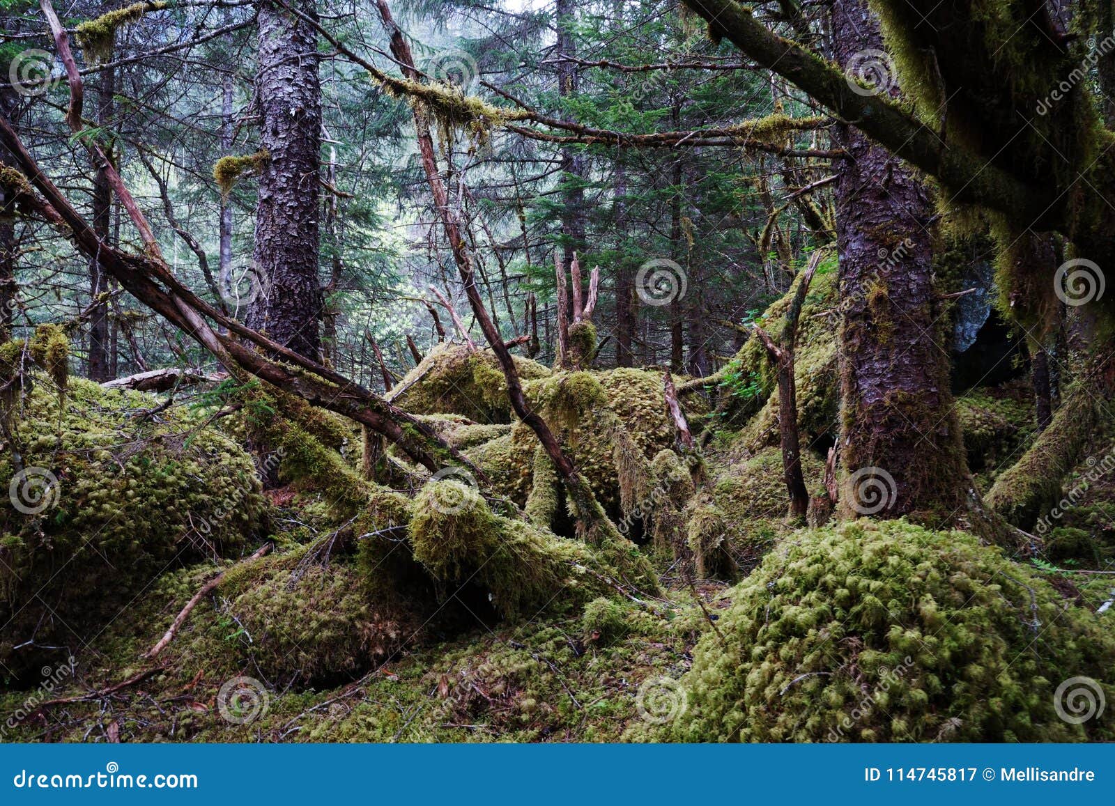 Alaskan Rainforest - Tree Branches Covered with Moss Stock Image ...