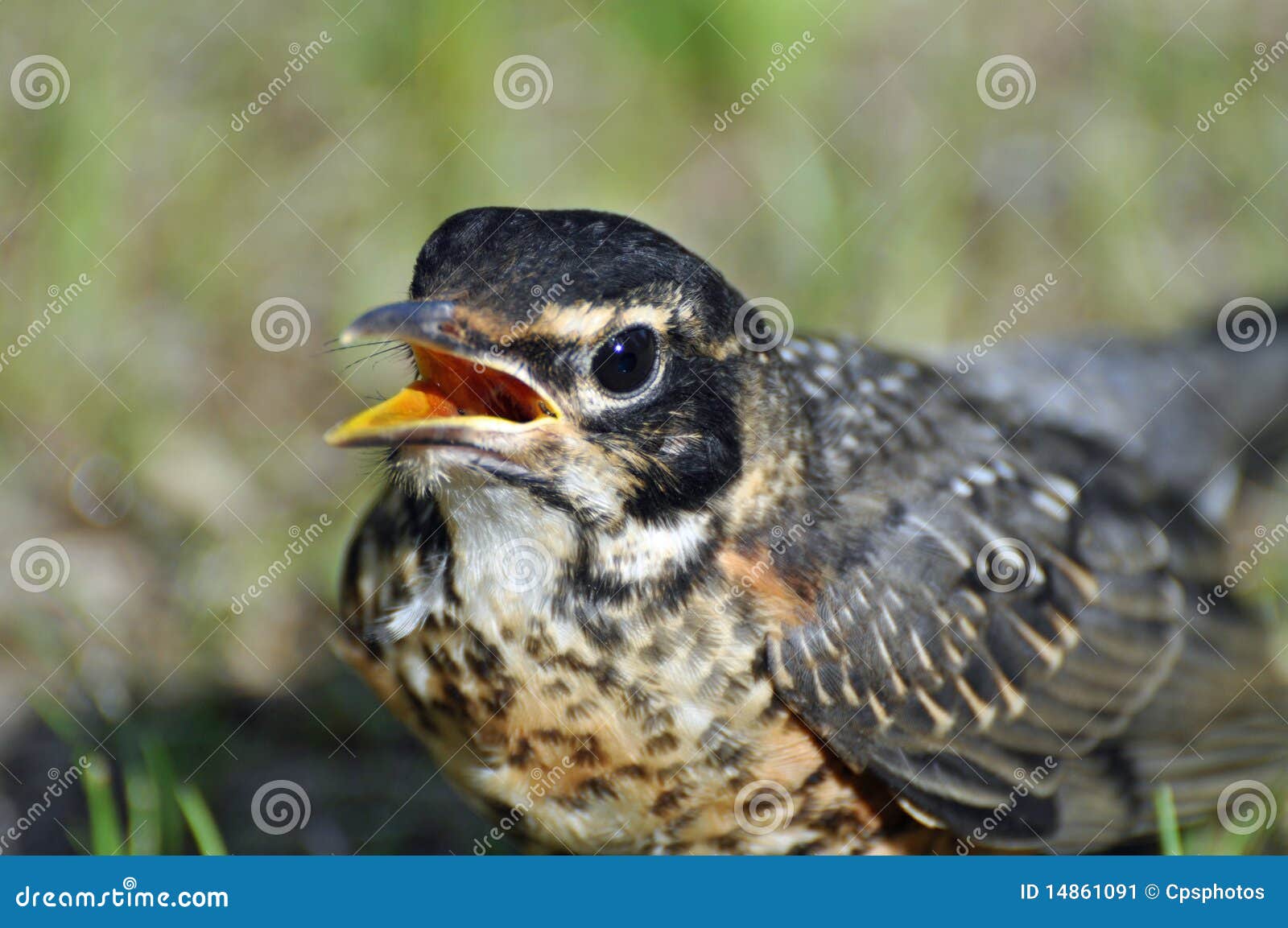 Alaskan Robin stock image. Image of close, feather, profile - 14861091