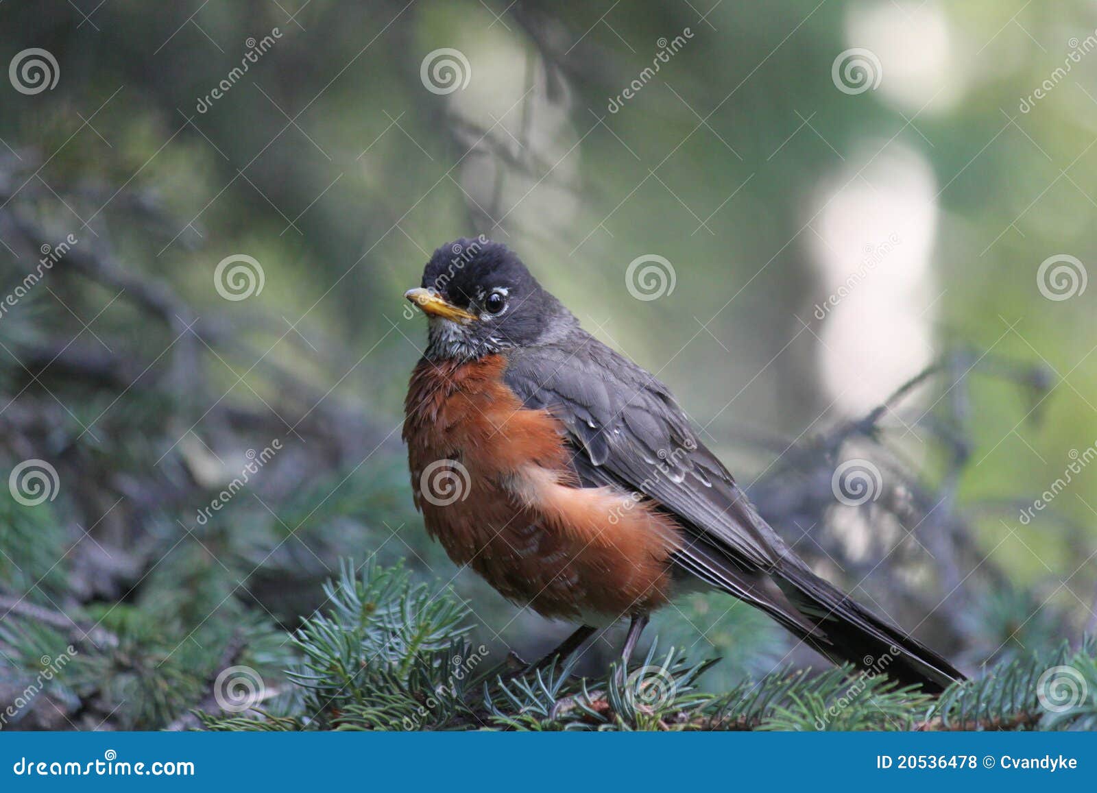 Alaskan robin in tree stock photo. Image of robin, alert - 20536478