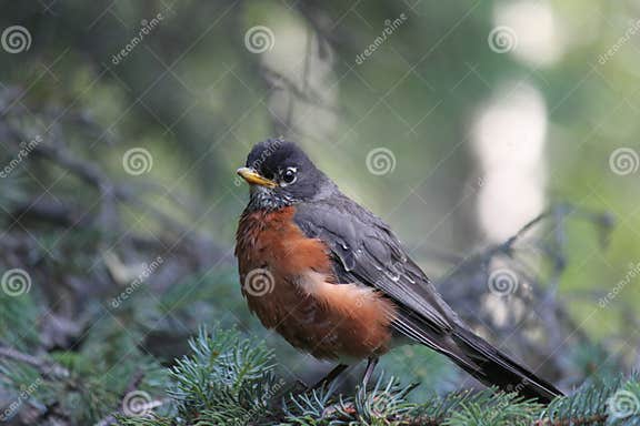 Alaskan robin in tree stock photo. Image of robin, alert - 20536478