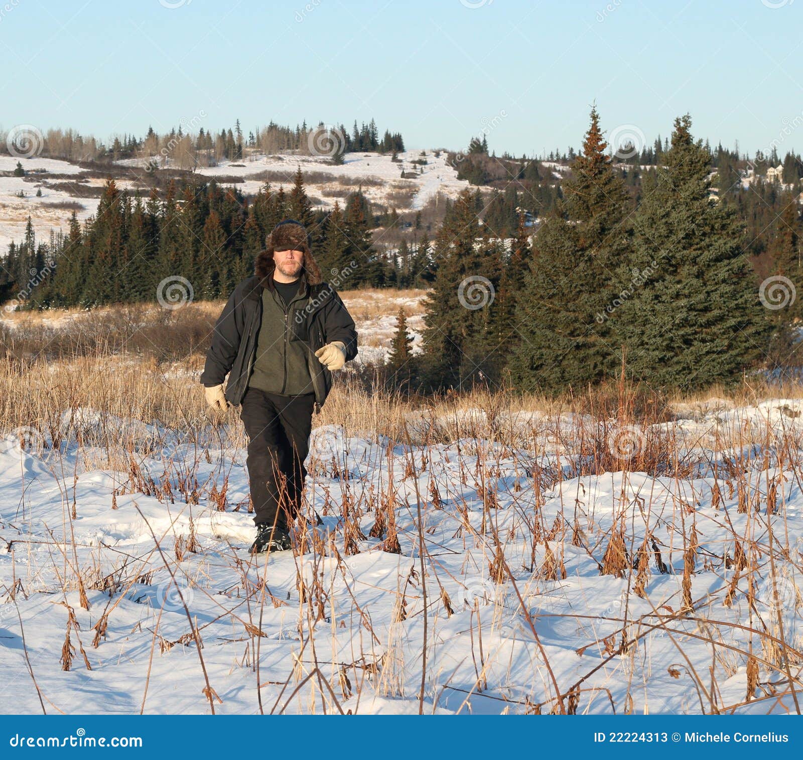 Alaskan Walking through the Snow Stock Image - Image of rural, sunny ...