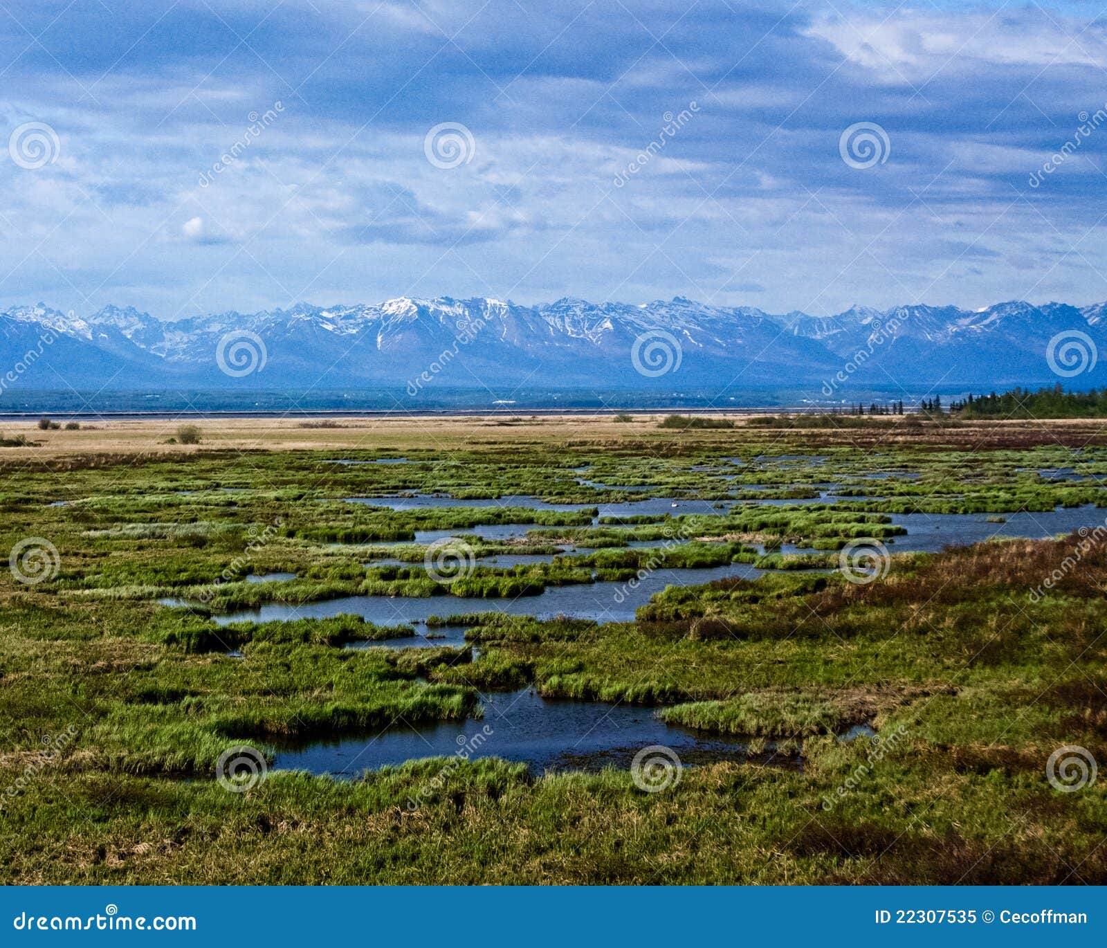 Alaskan Wilderness stock image. Image of field, tree - 22307535
