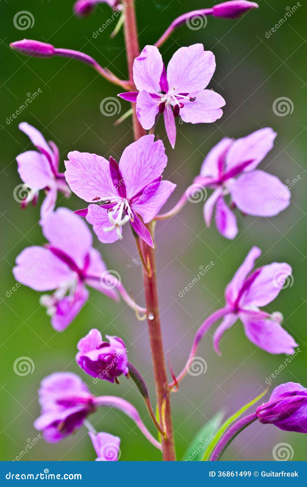 Alaskan Wildflower stock image. Image of single, wildflowers - 36861499