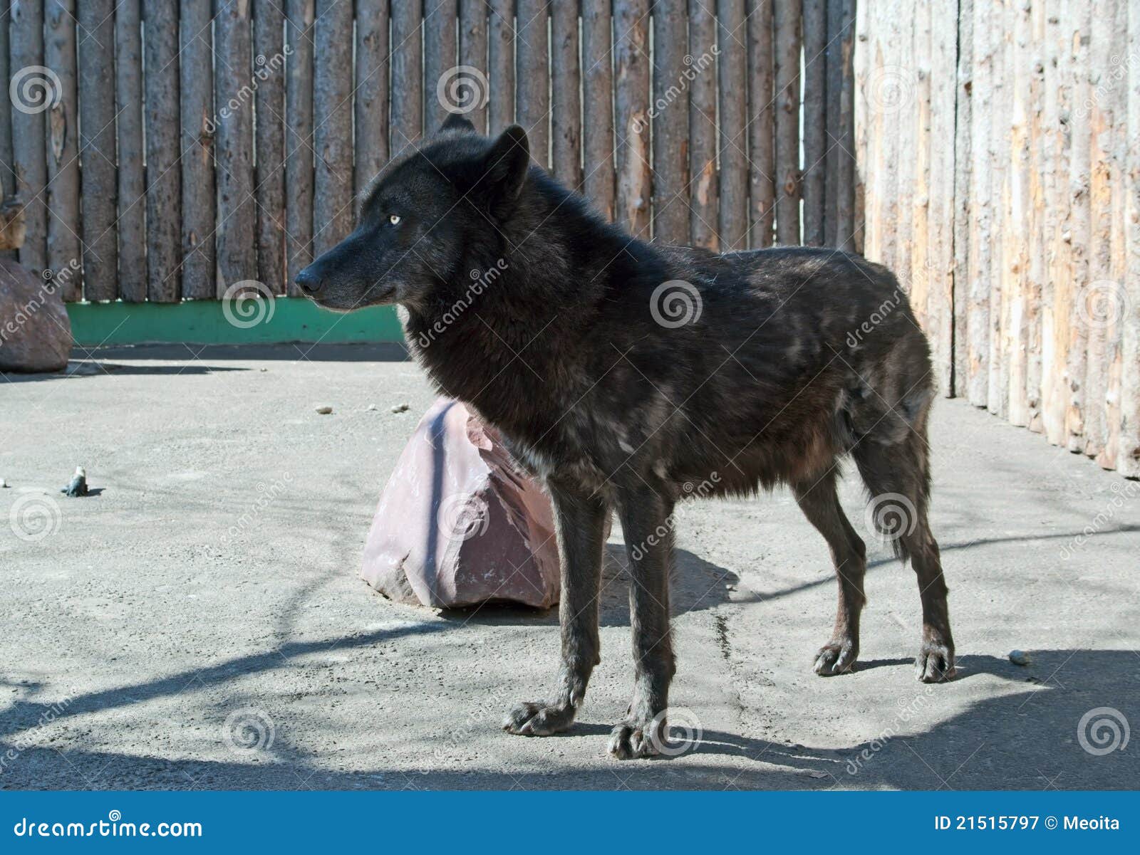 Alaskan wolf stock image. Image of mammal, black, captive - 21515797