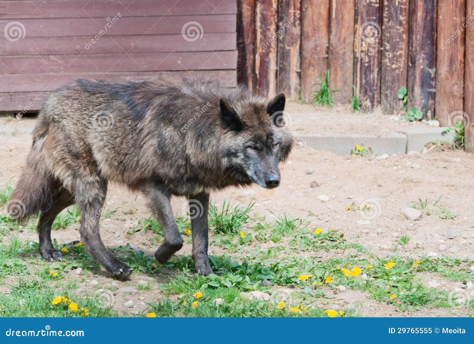 Alaskan wolf stock image. Image of pambasileus, black - 29765555