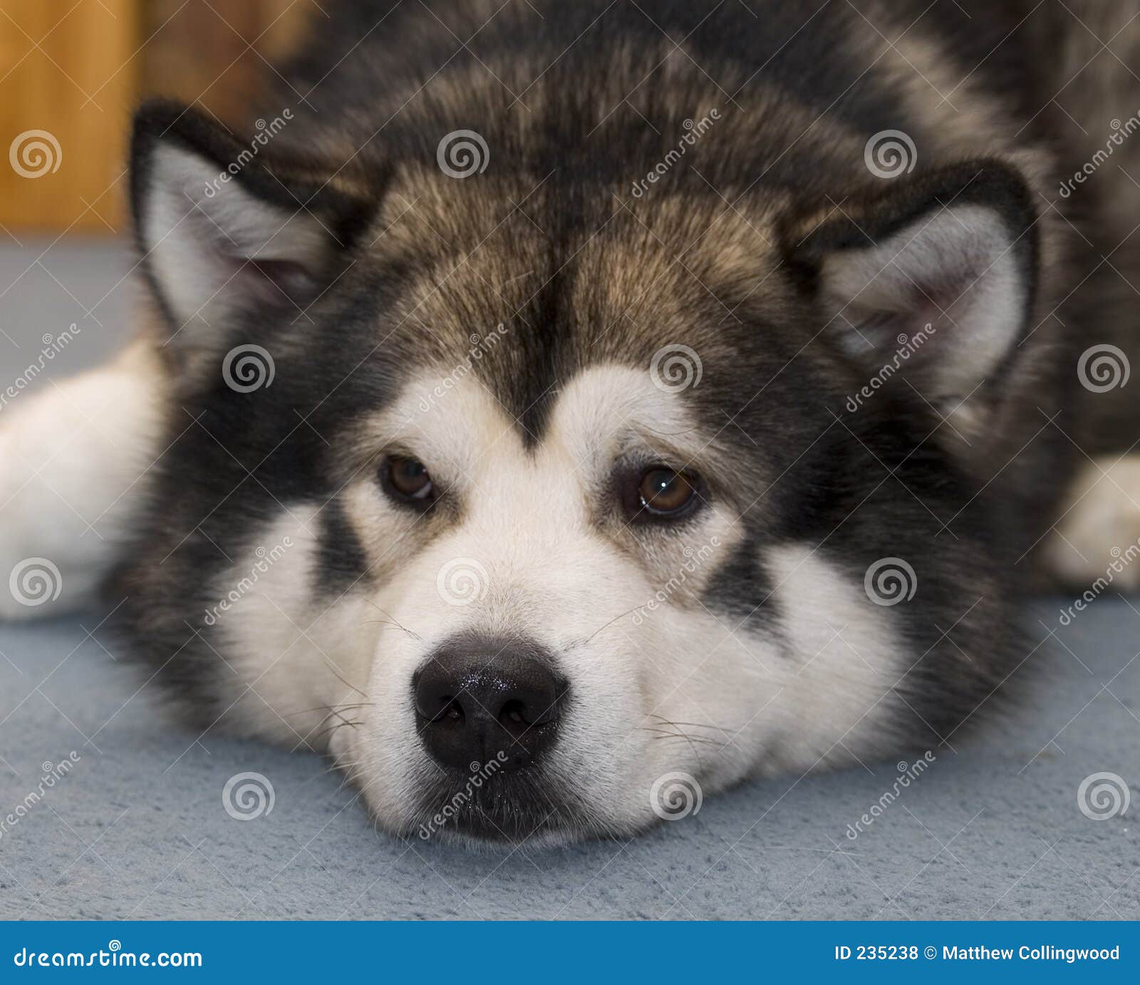 Alaskischer Malamute-Hund stockfoto. Bild von heiser, freund - 235238