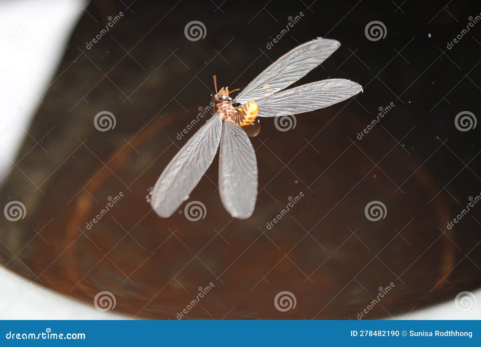 Alates or flying termite stock photo. Image of arthropod - 278482190
