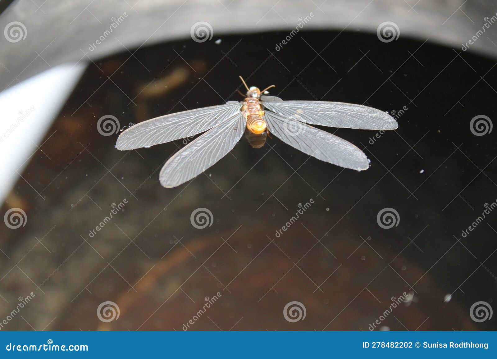 Alates or flying termite stock photo. Image of pollinator - 278482202