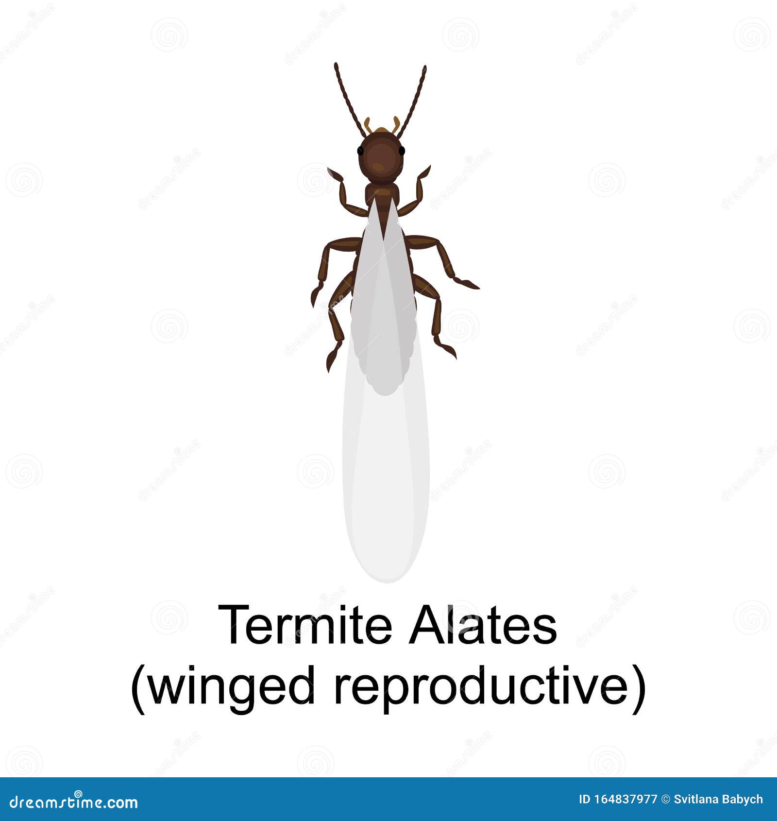 Alates Termite, Vector Icon.Black Vector Logo Isolated On White ...