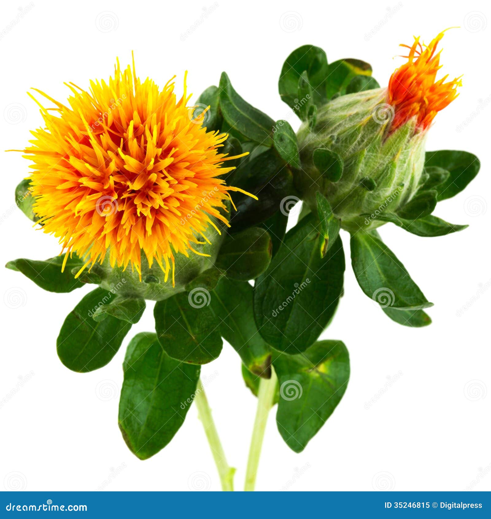 2,624 Alazor Fotos de stock - Fotos libres de regalías de Dreamstime