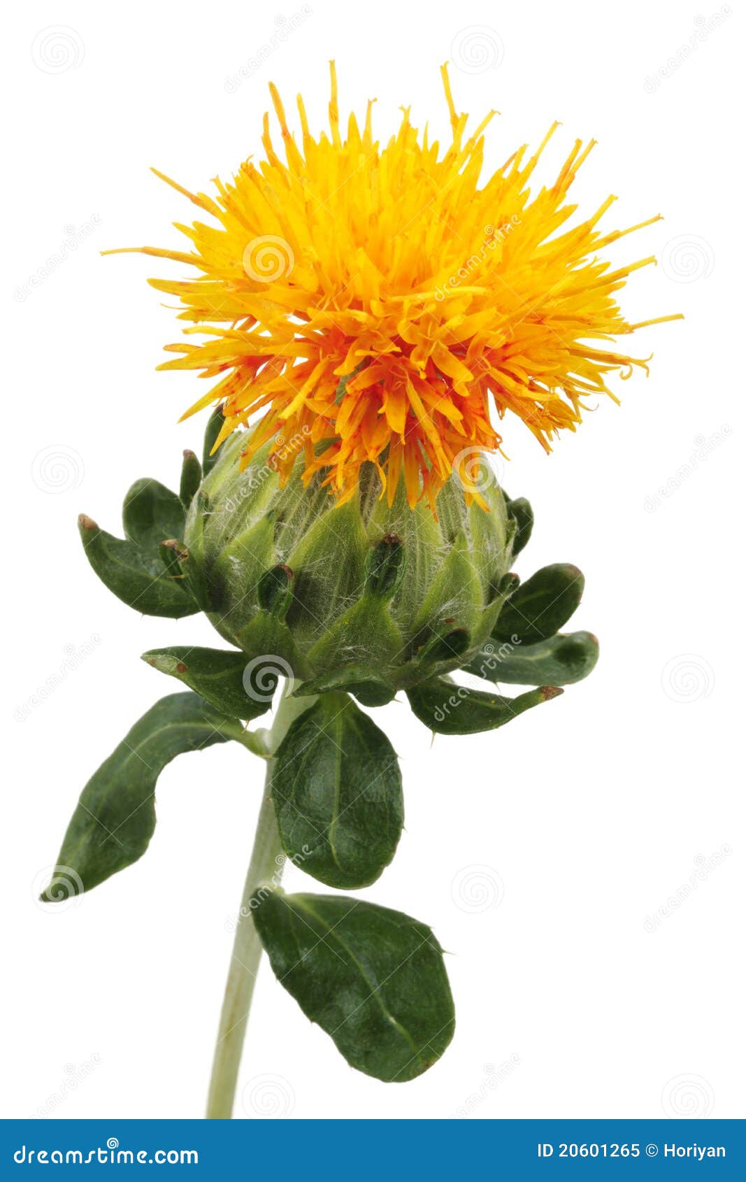 Alazor aislado imagen de archivo. Imagen de flor, amarillo - 20601265