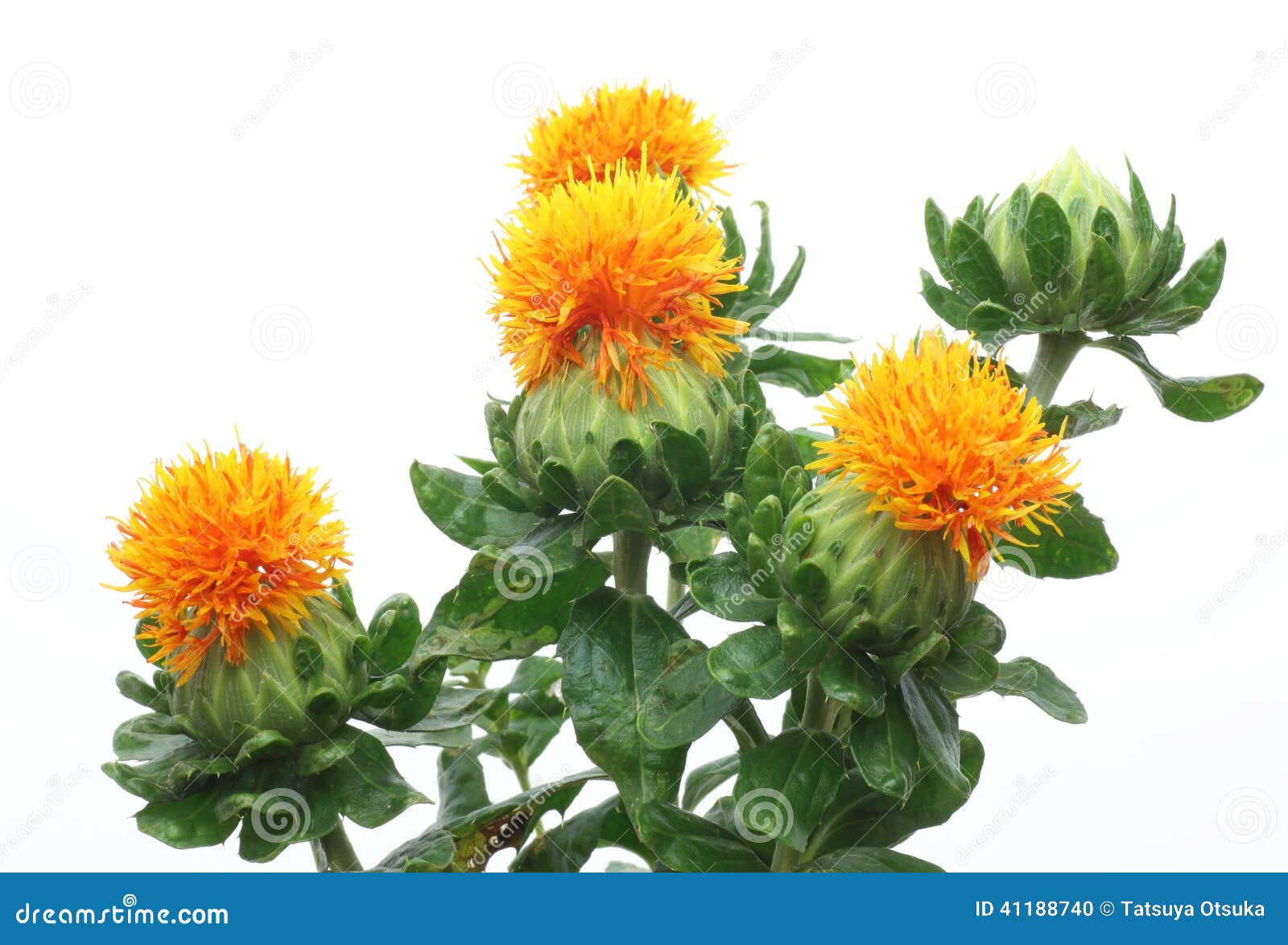 Alazor en un fondo blanco foto de archivo. Imagen de corte - 41188740